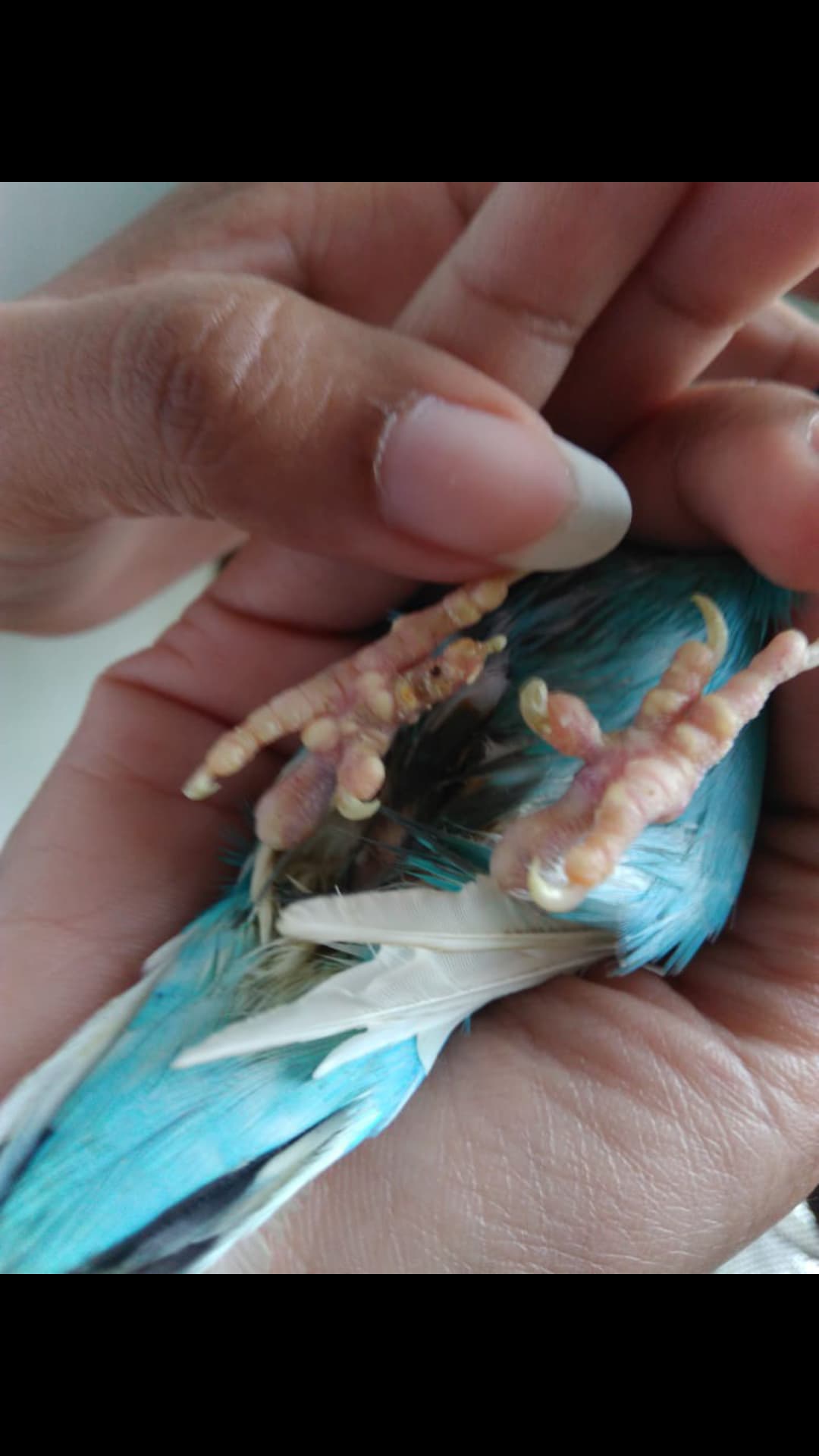 Why is my parakeet lethargic, can't walk, no foot grip? | Petco
