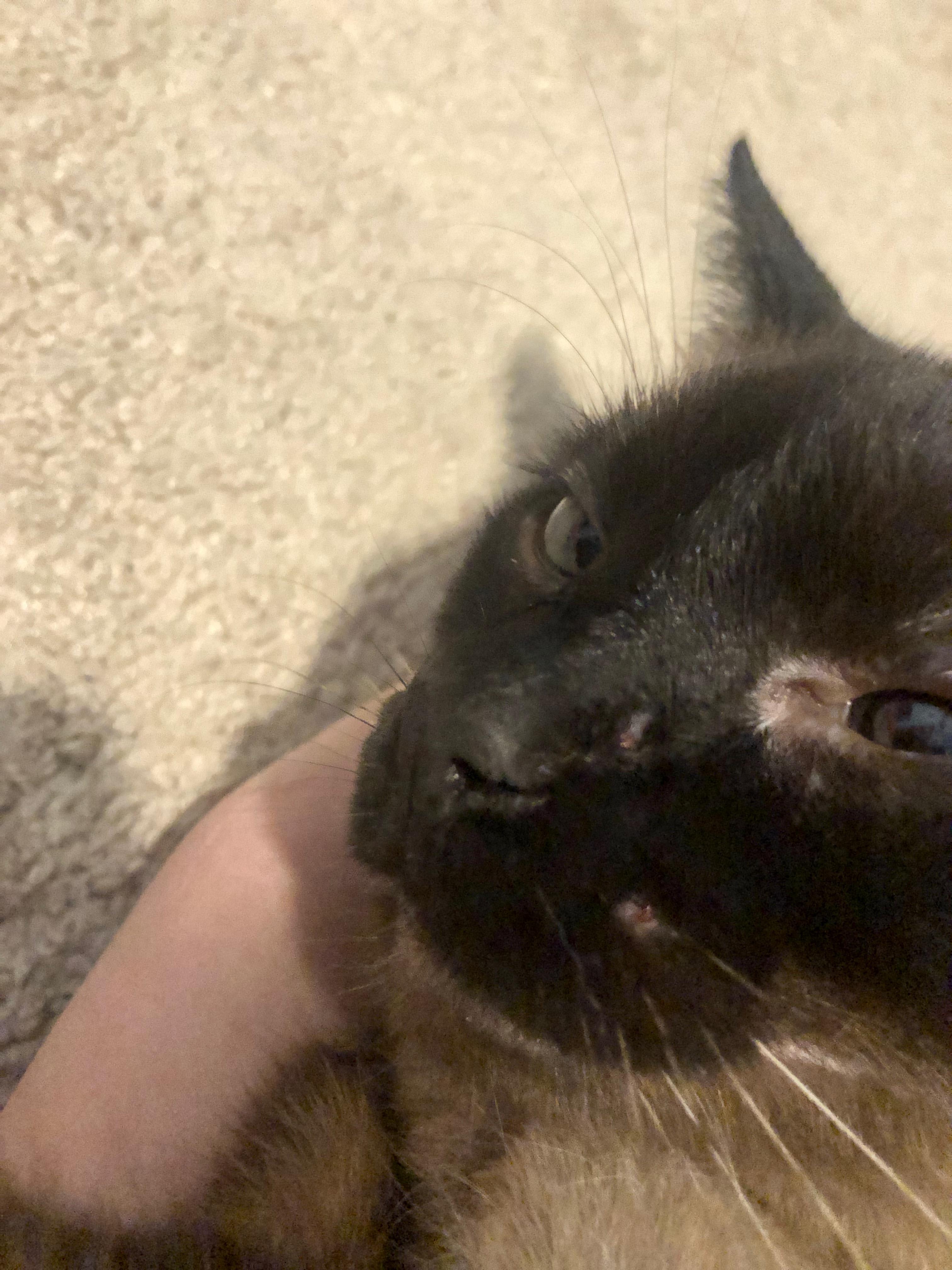 Tresaderm for Cat Face Scratches: Is it Safe to Prevent Infection? | Petco