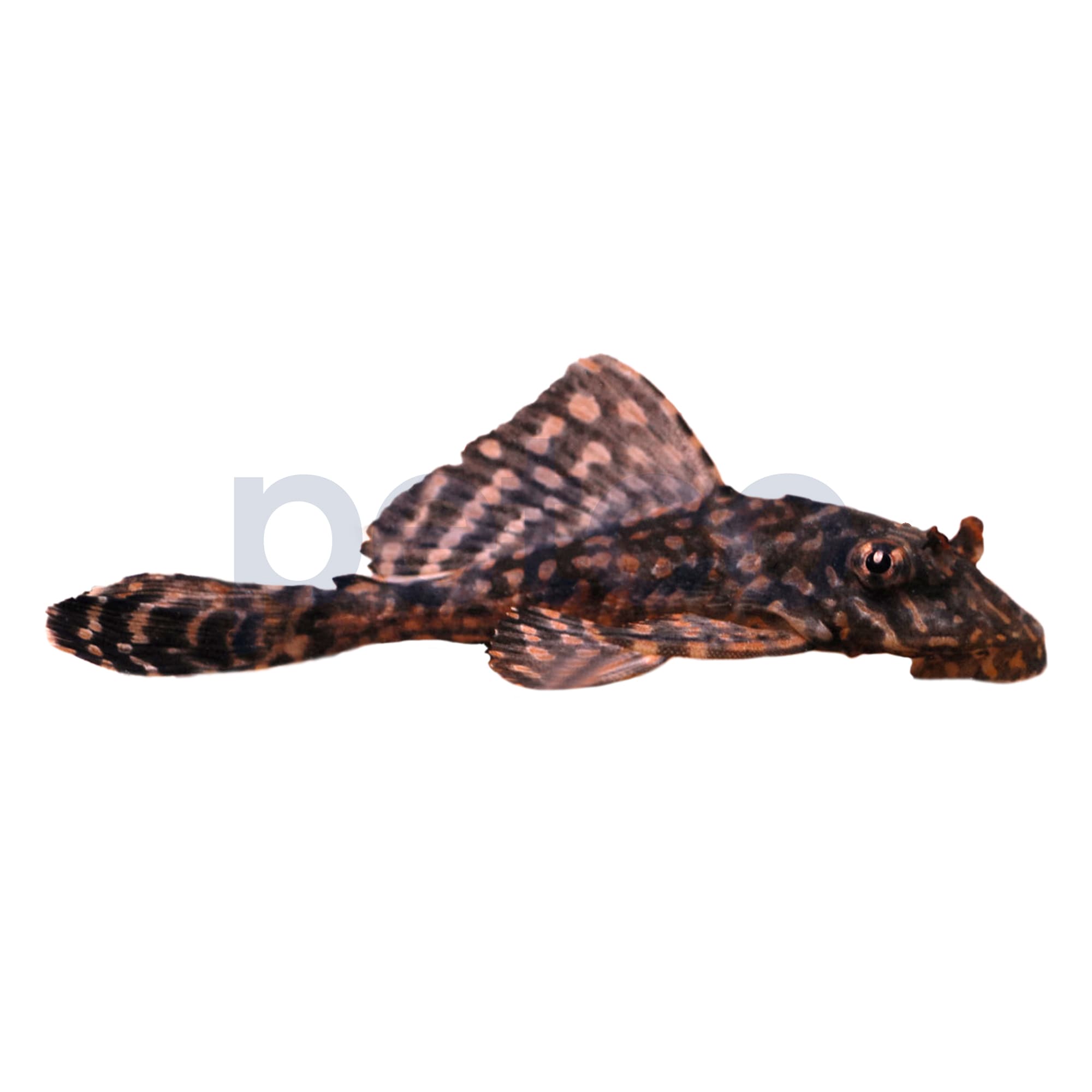 Gold Spotted Sailfin Pleco L-001 | Petco