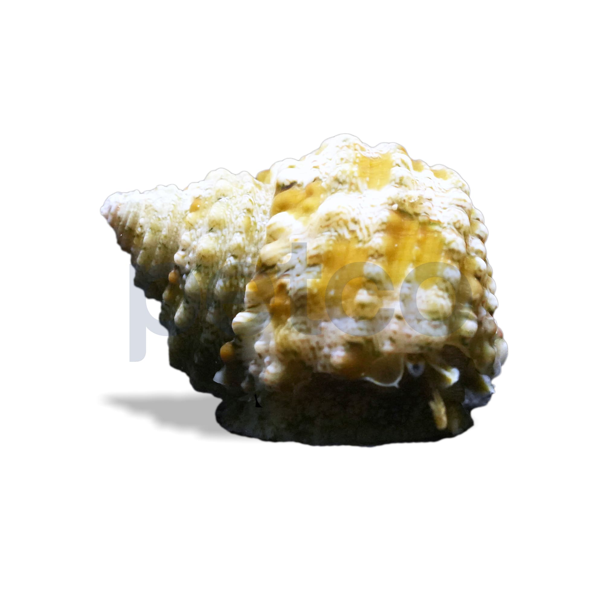 Chestnut Turbo Snail | Petco