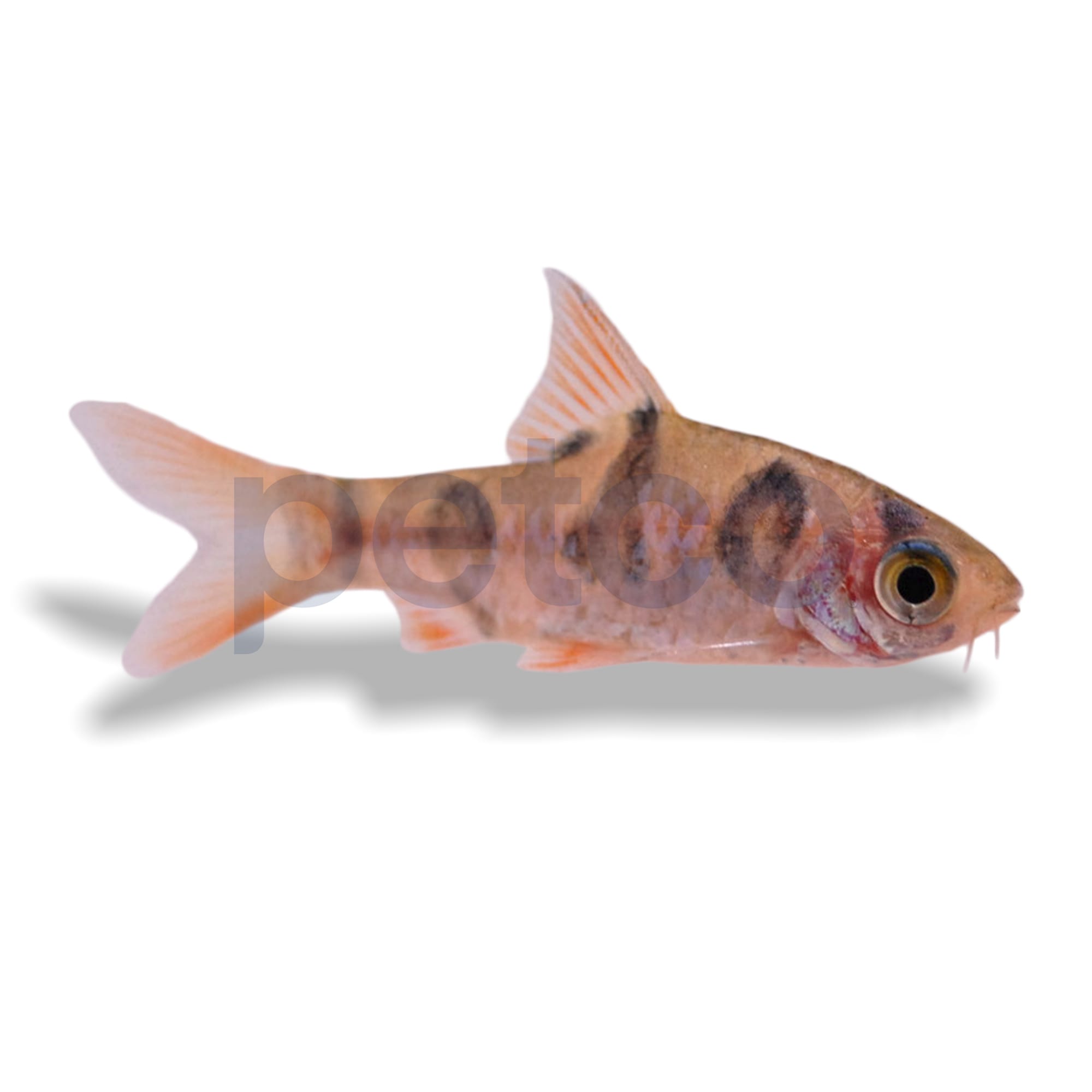 Rhombo Snakeskin Barb (Barbodes rhomboocellatus) | Petco