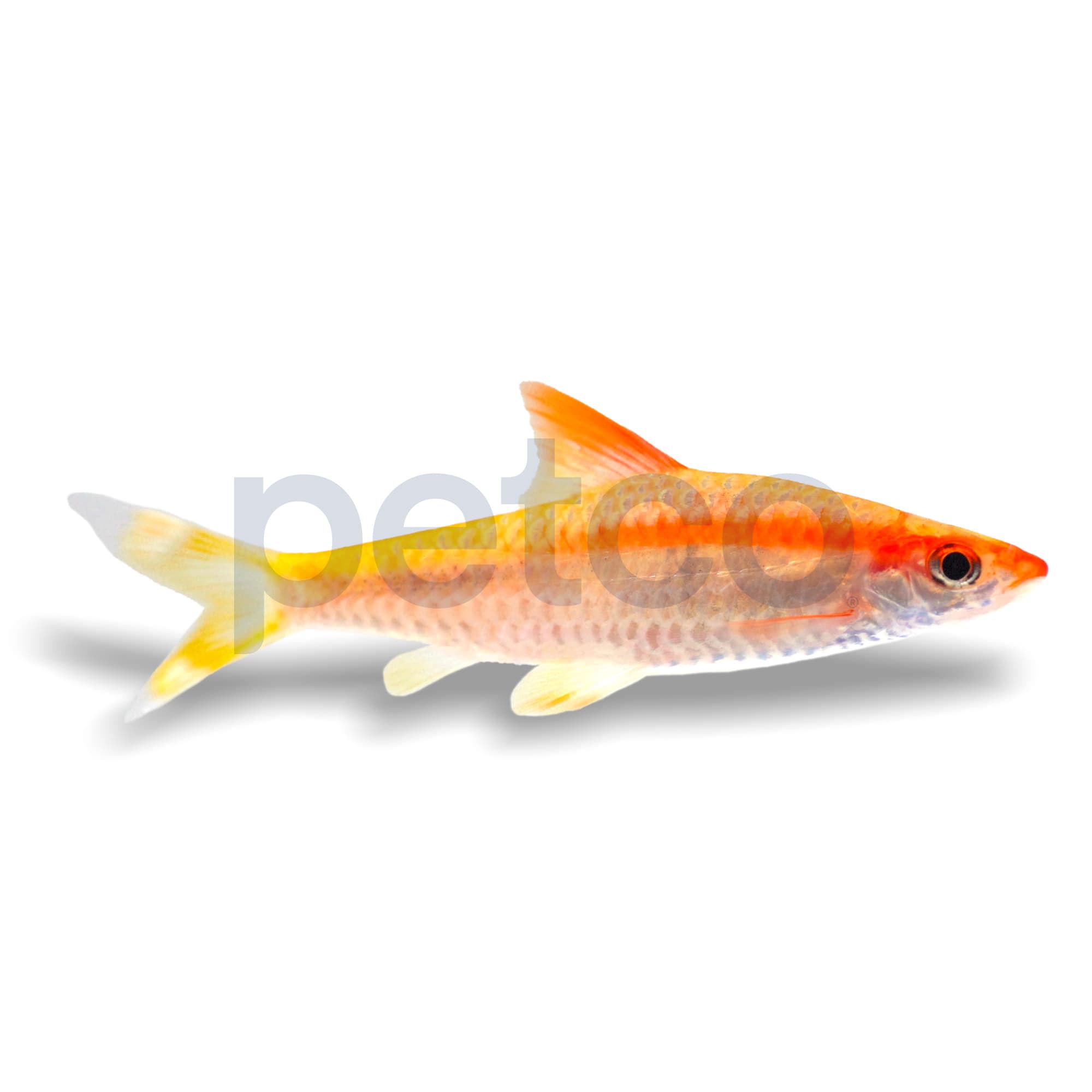Gold Roseline Dension Barb (Sahyadria denisonii) | Petco