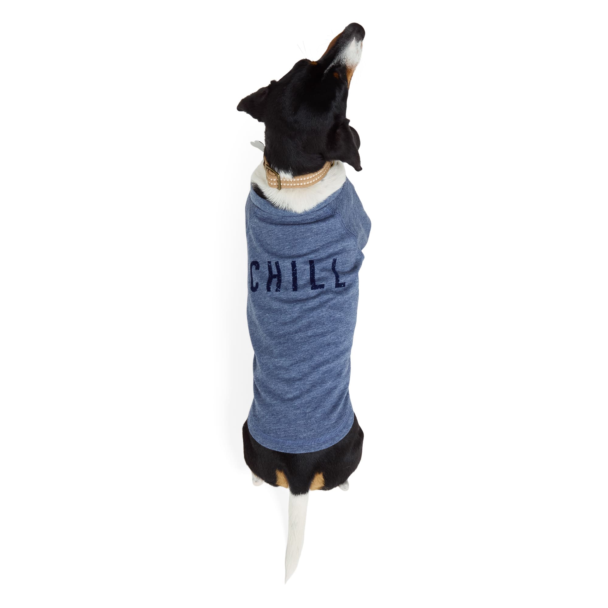 Reddy Chillin' Dog T-Shirt, X-Small, Blue | Petco