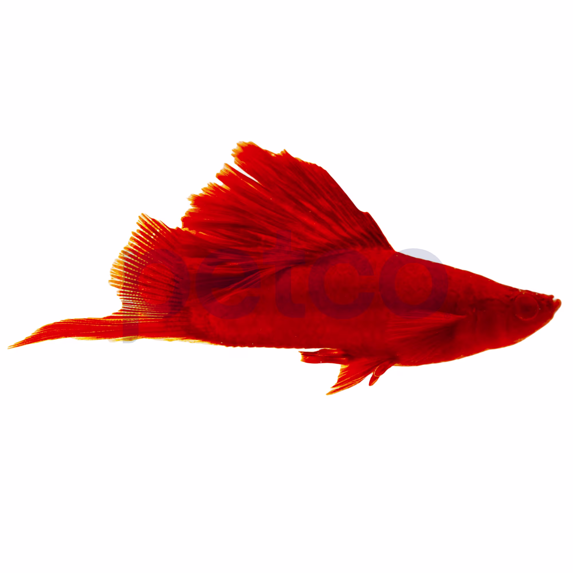 Red Velvet Cauliflower Swordtail (Xiphophorus helleri) | Petco