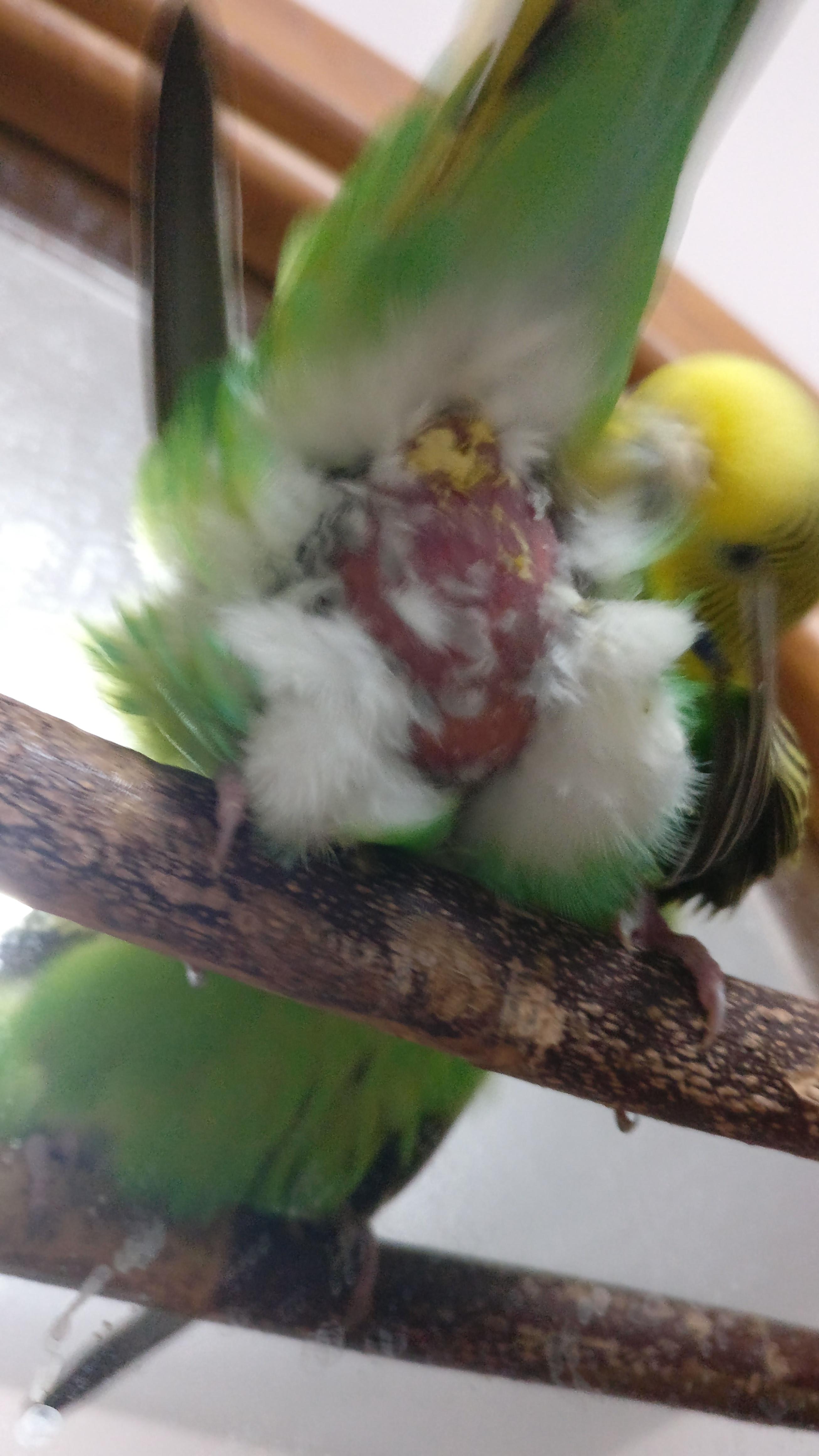 My bird has egg binding. How to help her until Monday? | Petco