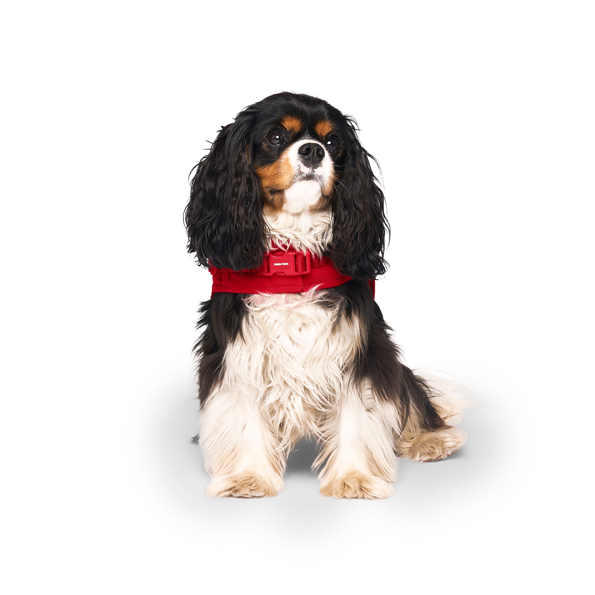 Canada Pooch Harness Puffer Jacket for Dogs, 10, XX-Small, Red | Petco