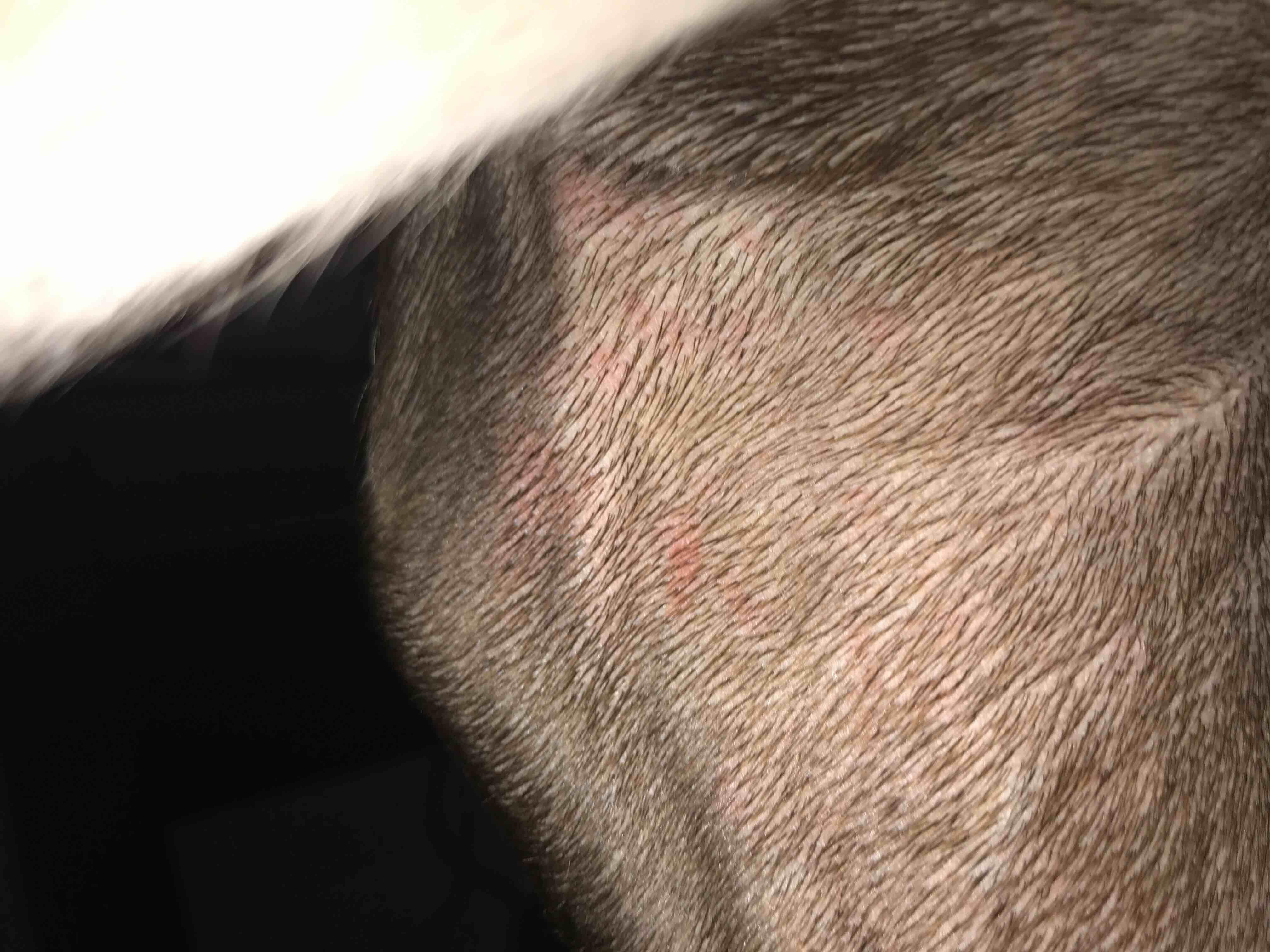Why does my dog keep getting red bumps on his belly and elbows? | Petco