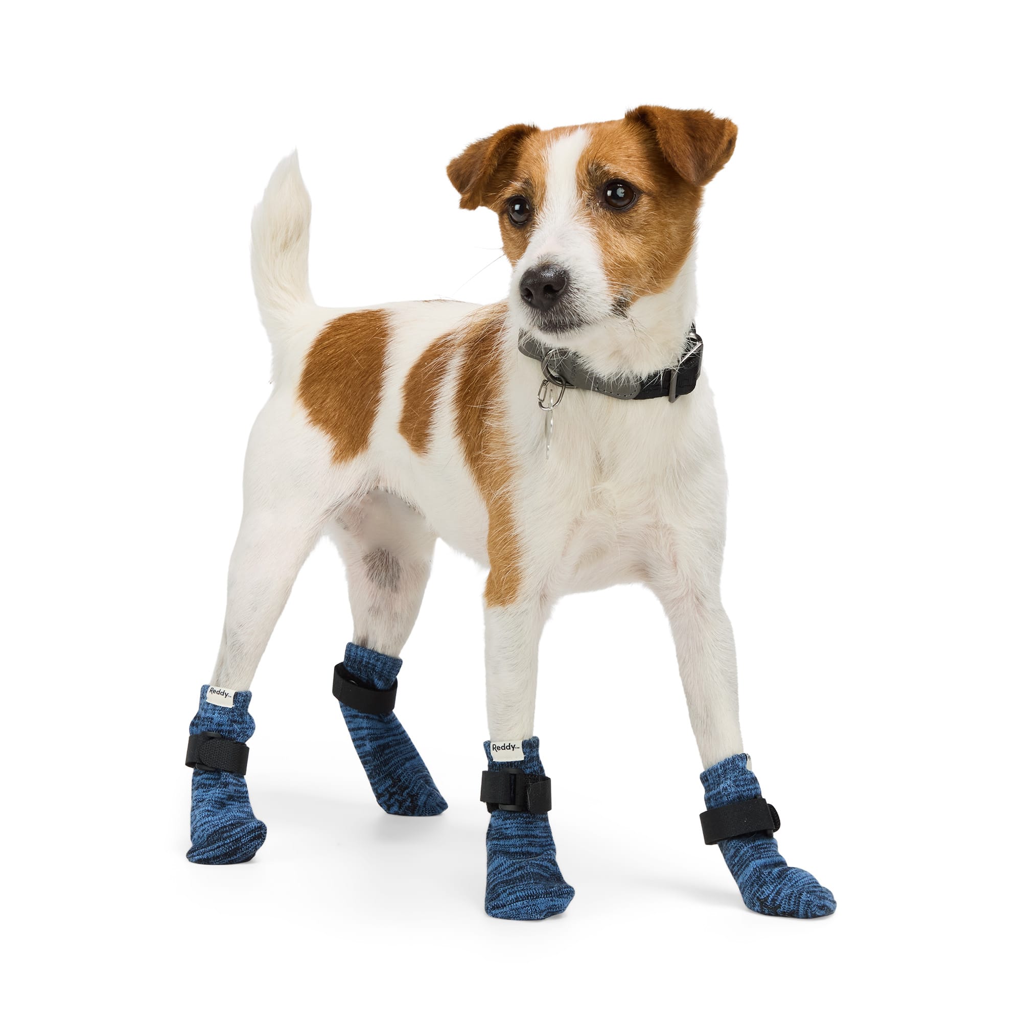Reddy Marled Knit Dog Socks, X-Small/Small, Navy | Petco
