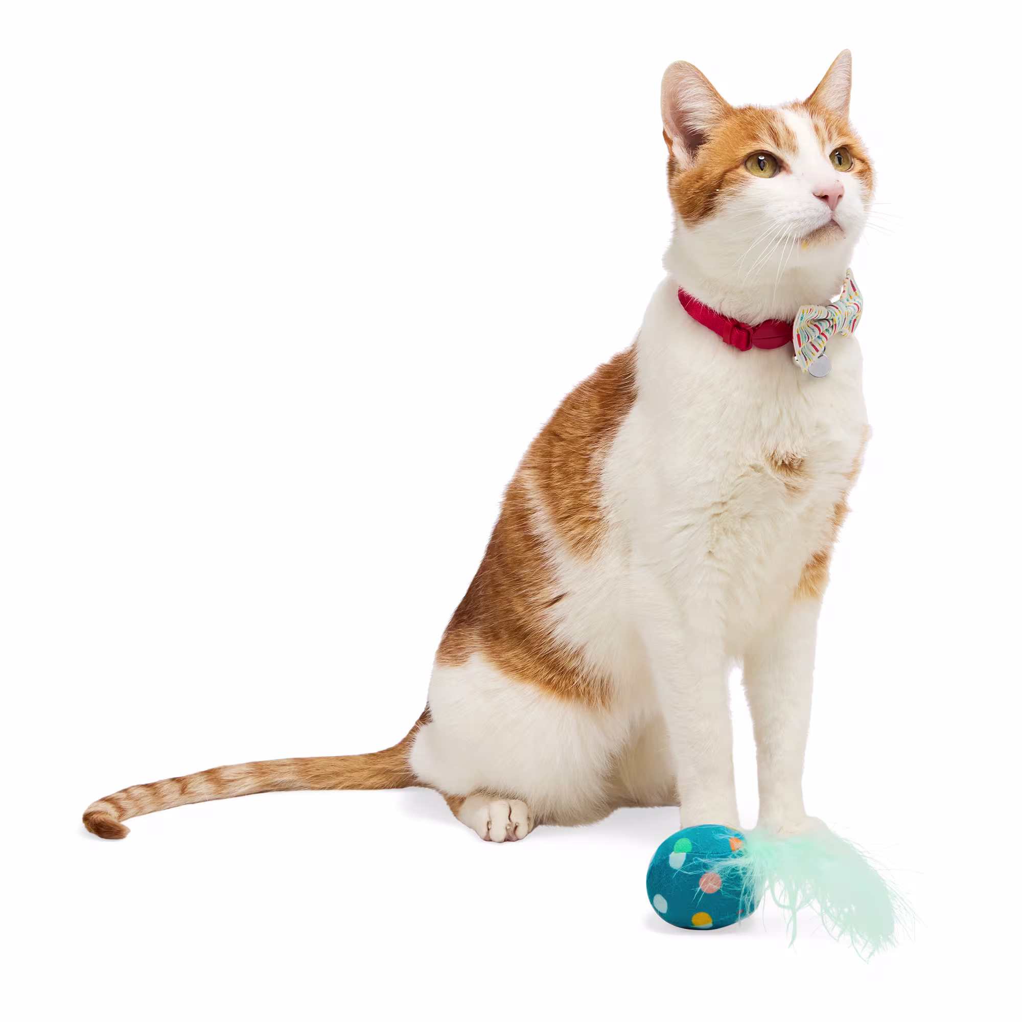 YOULY Birthday Cat Bowtie and Toy Set, Small/Medium, Blue/White | Petco