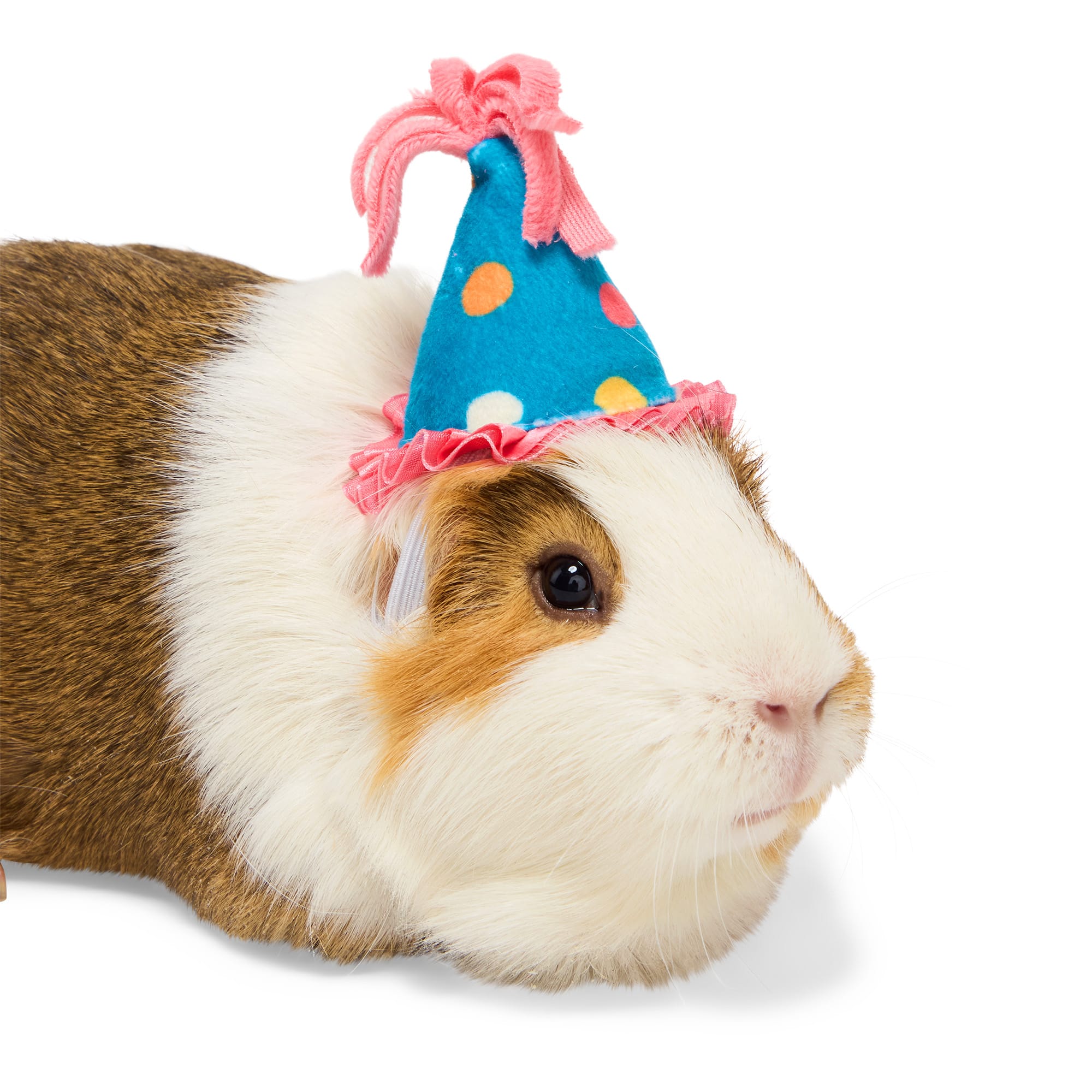 YOULY Birthday Crown Small Animal Hat, X-Small | Petco