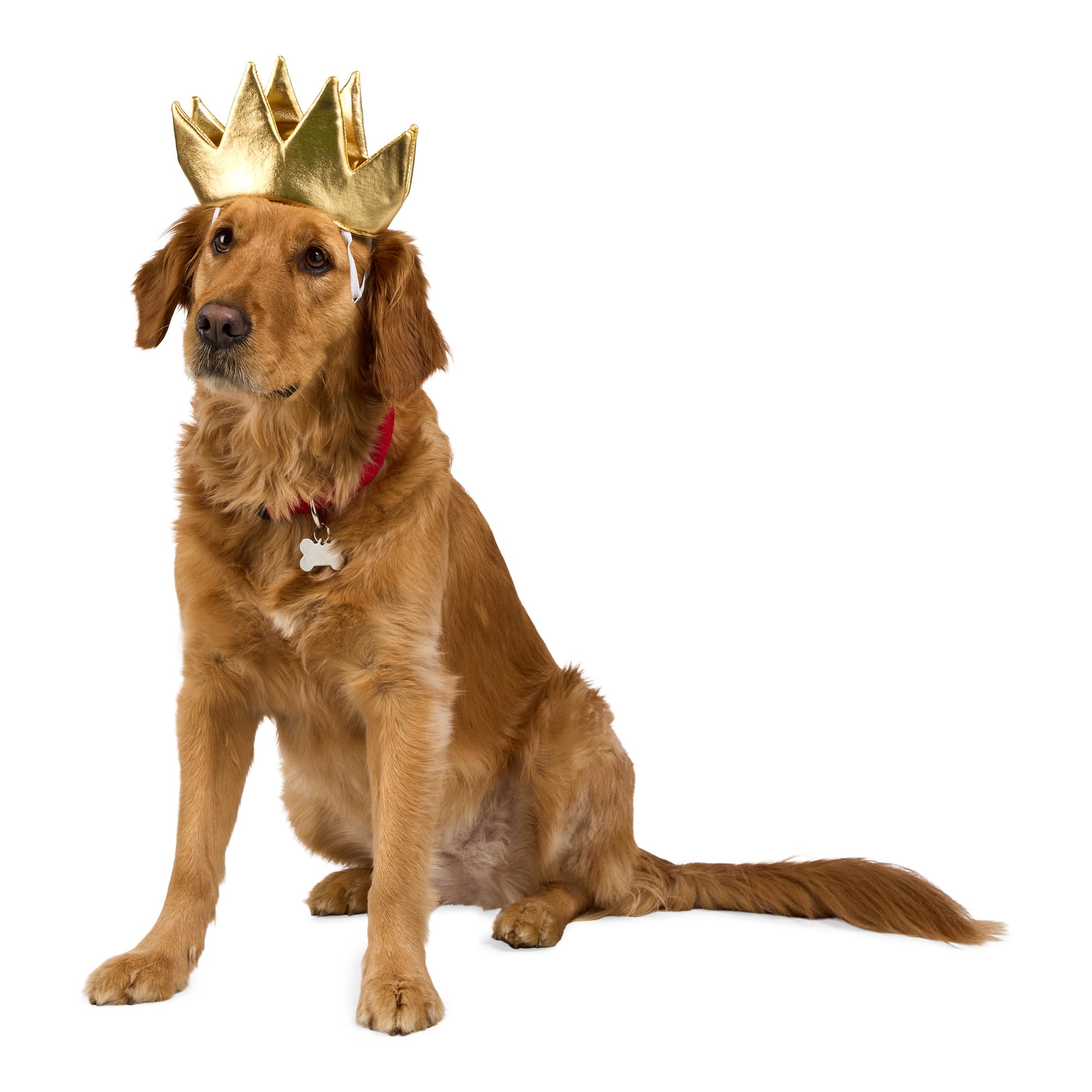 YOULY Crown Dog Hat | Petco