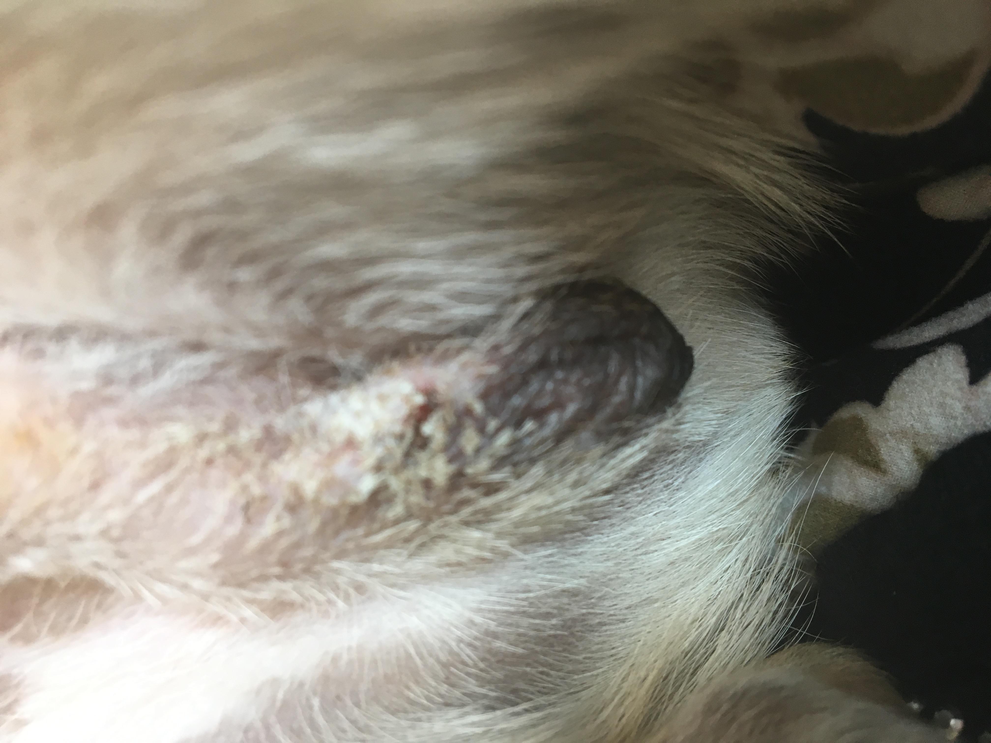 Dog Neuter Incision Red? Infected or Healing Signs Explained | Petco