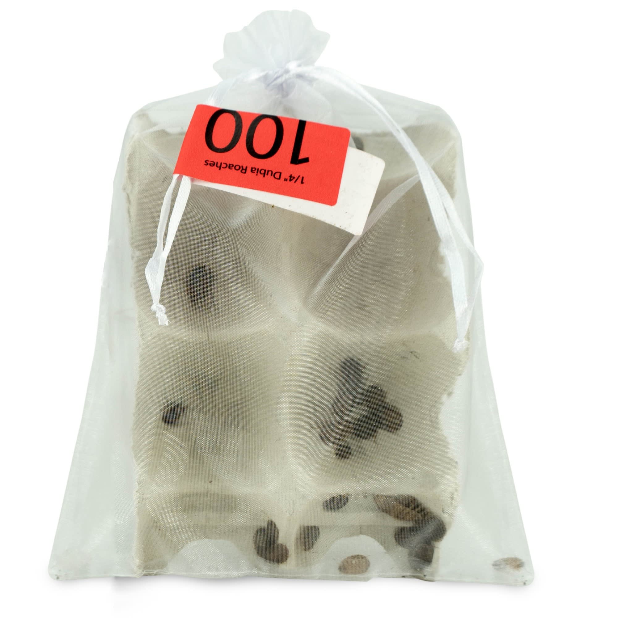 Live Insects Dubia Roaches, Small, 100 Count | Petco