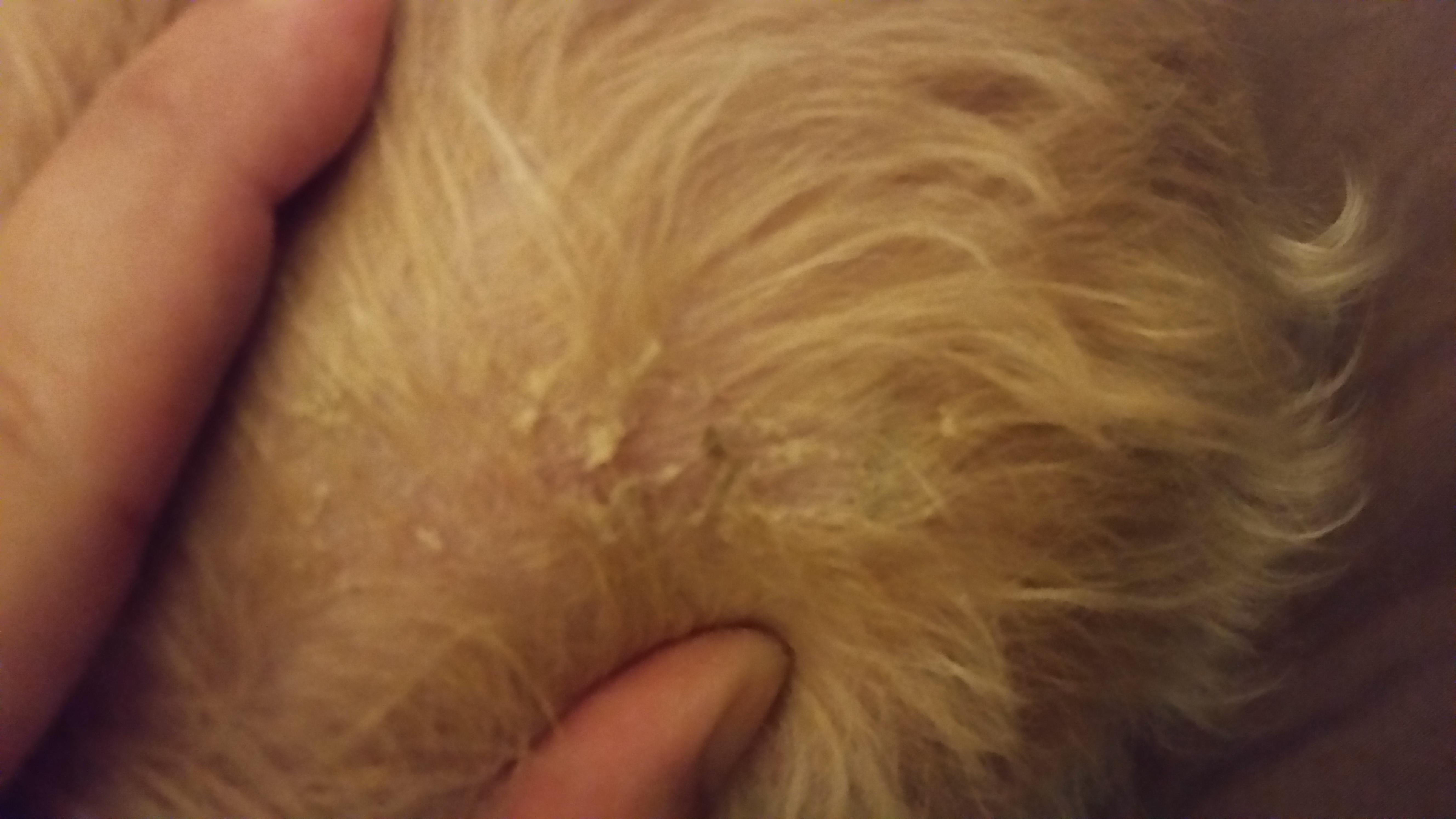 What Causes White Crusty Scabs & Flaky Skin on My Dog? | Petco