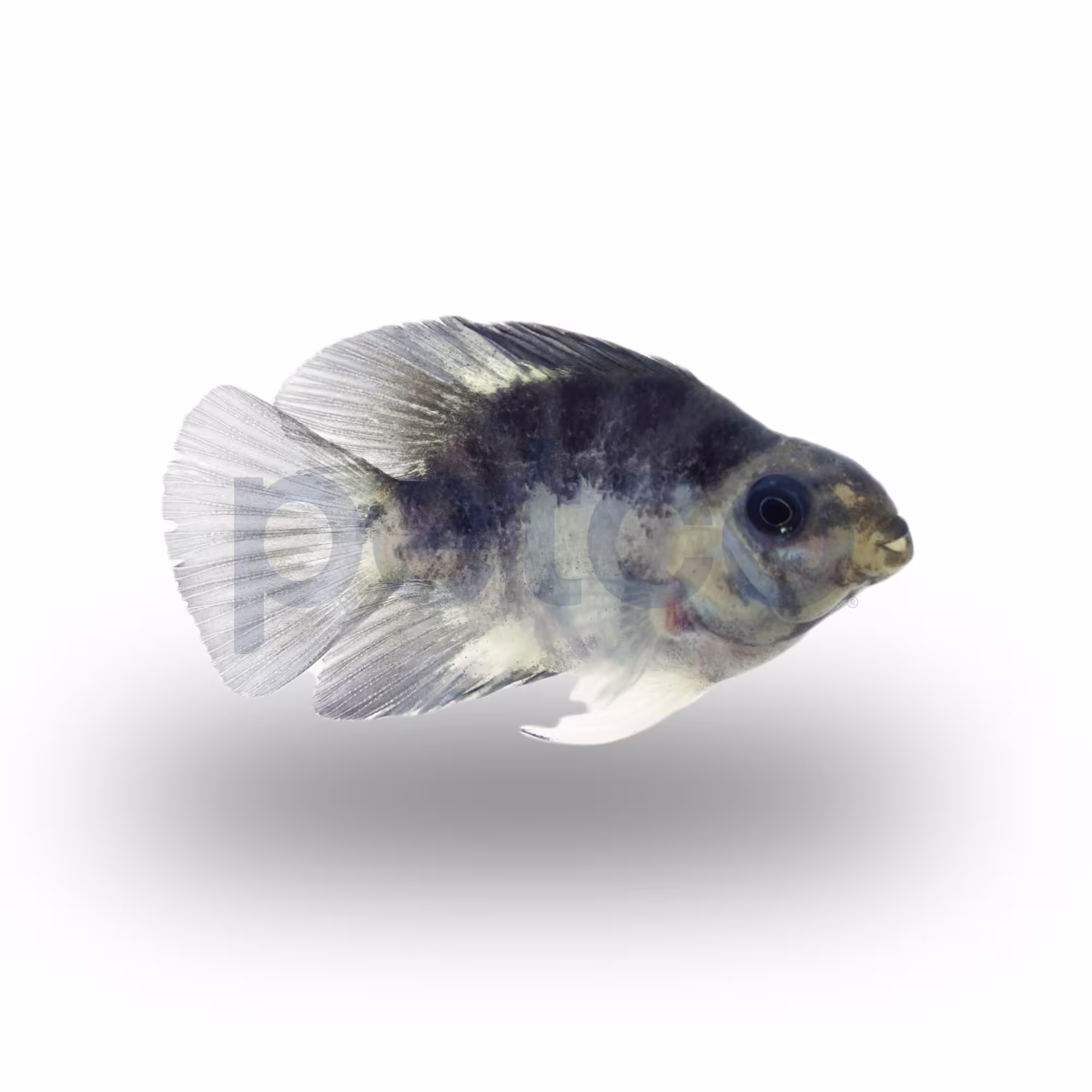 Panda Parrot Cichlid | Petco