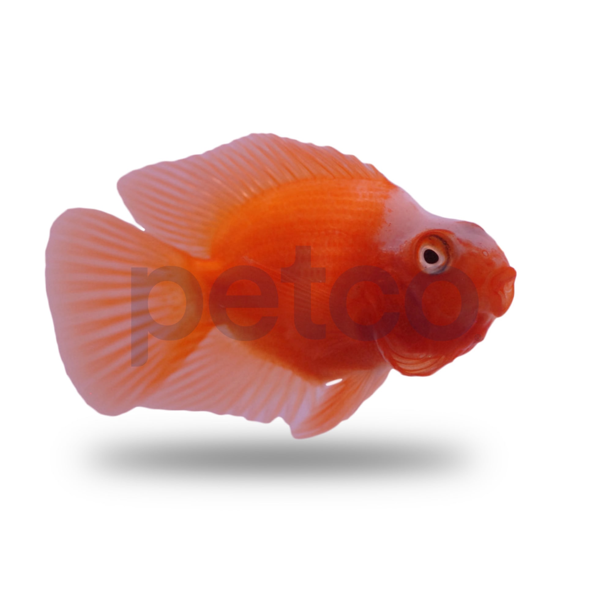 Red & White Parrot Cichlid | Petco