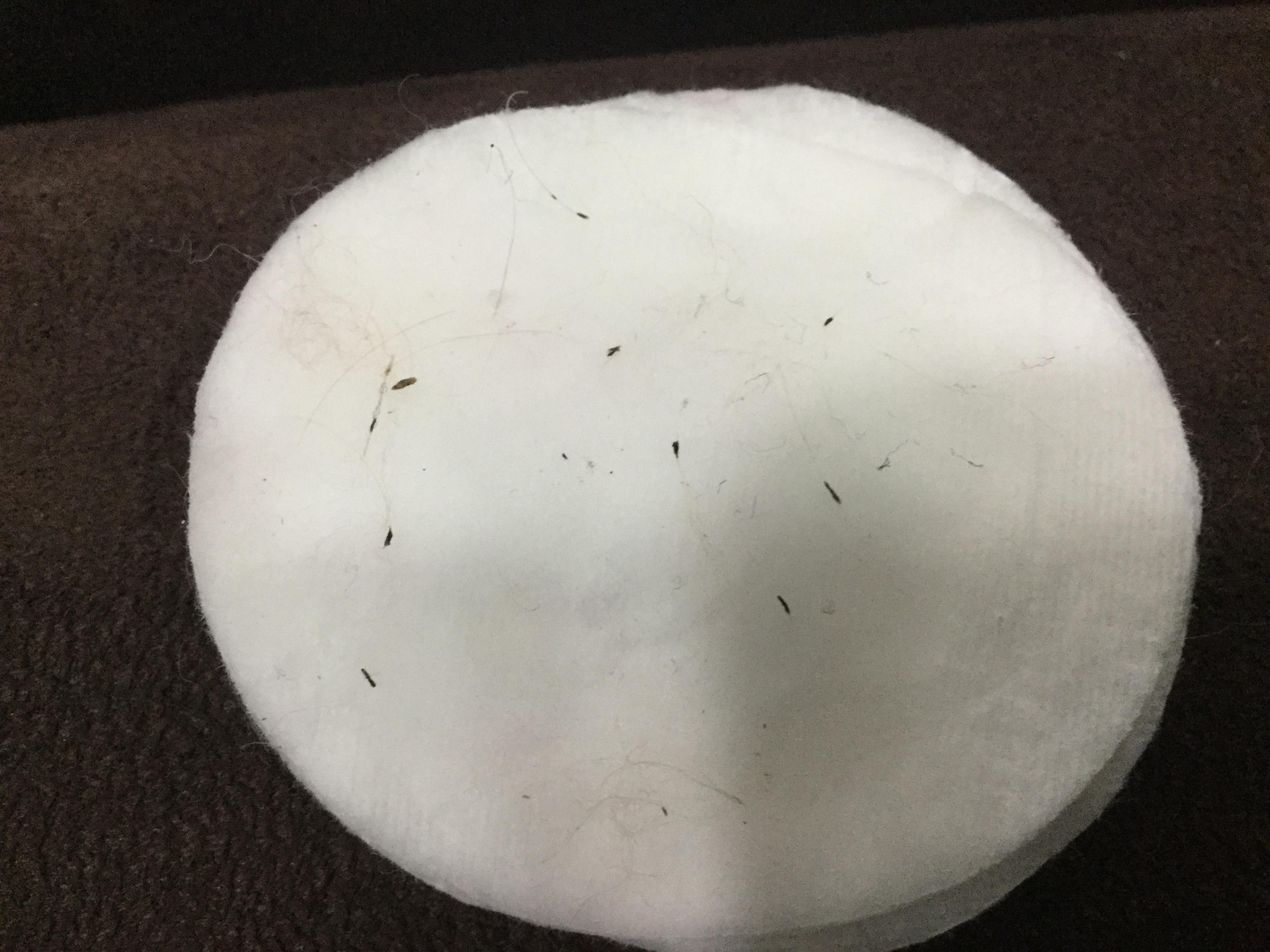 Black specks on my unneutered cat's tail: Stud tail or fleas? | Petco