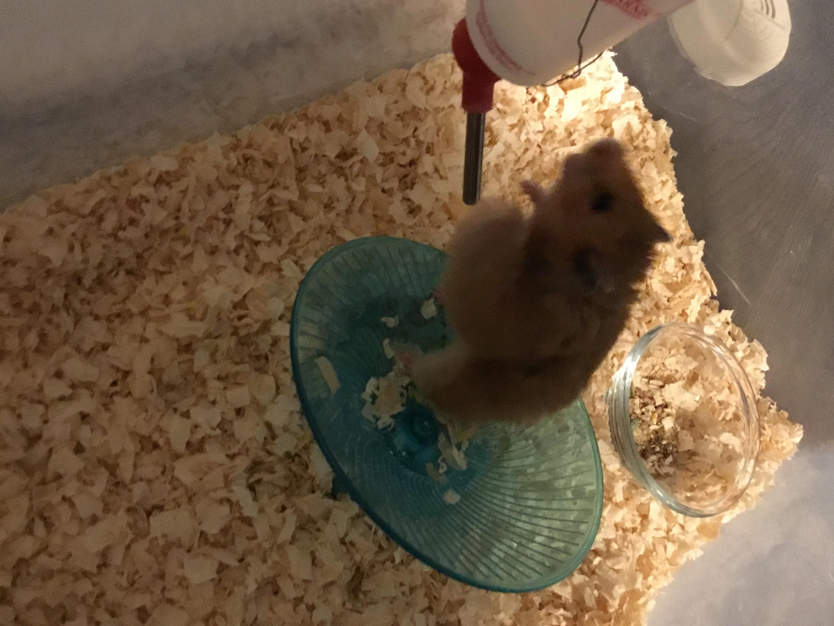 Why does my hamster have a new shoulder lump but seems fine? | Petco