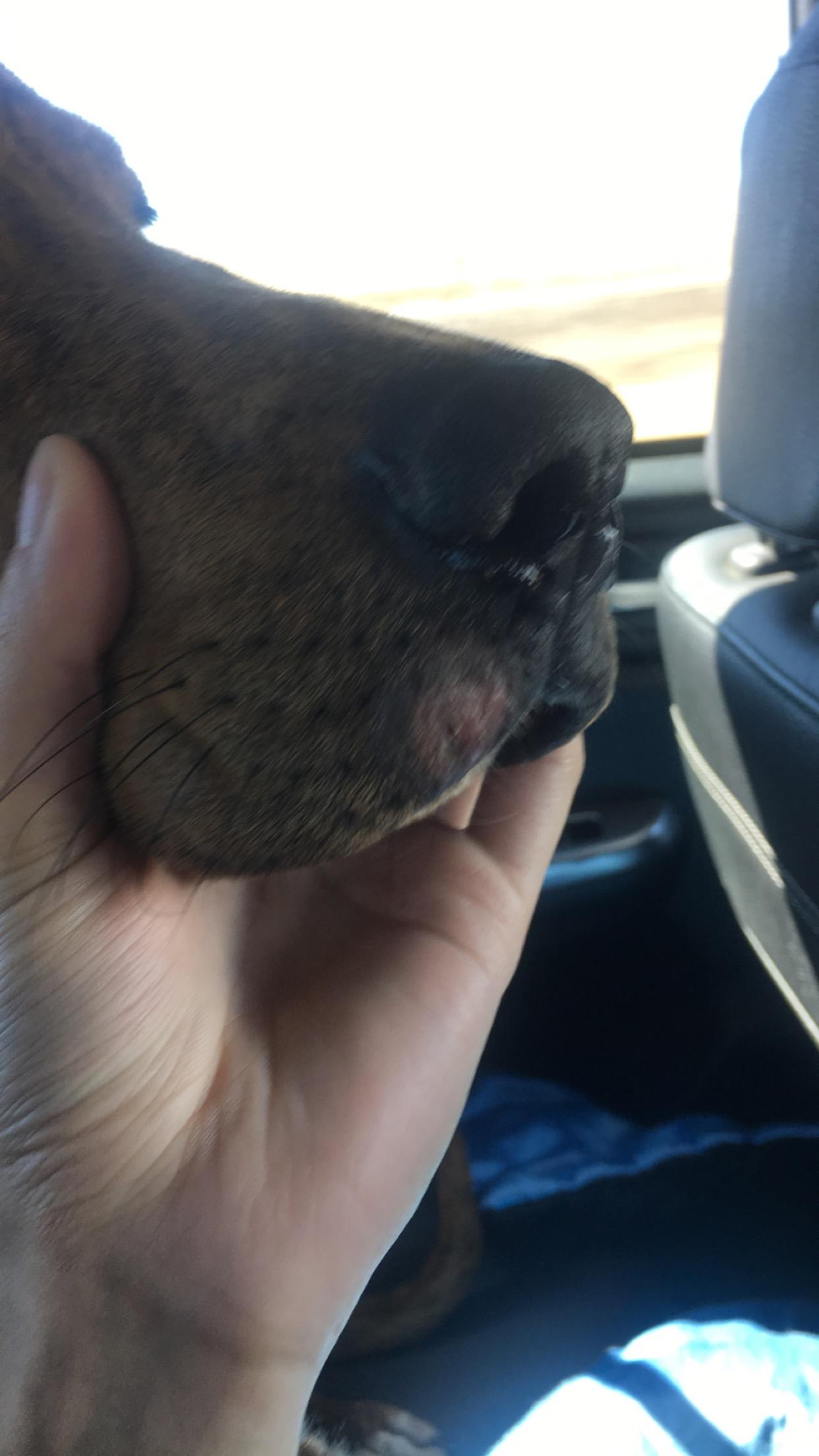 Why does my puppy have pink patches & lumps on her skin? | Petco
