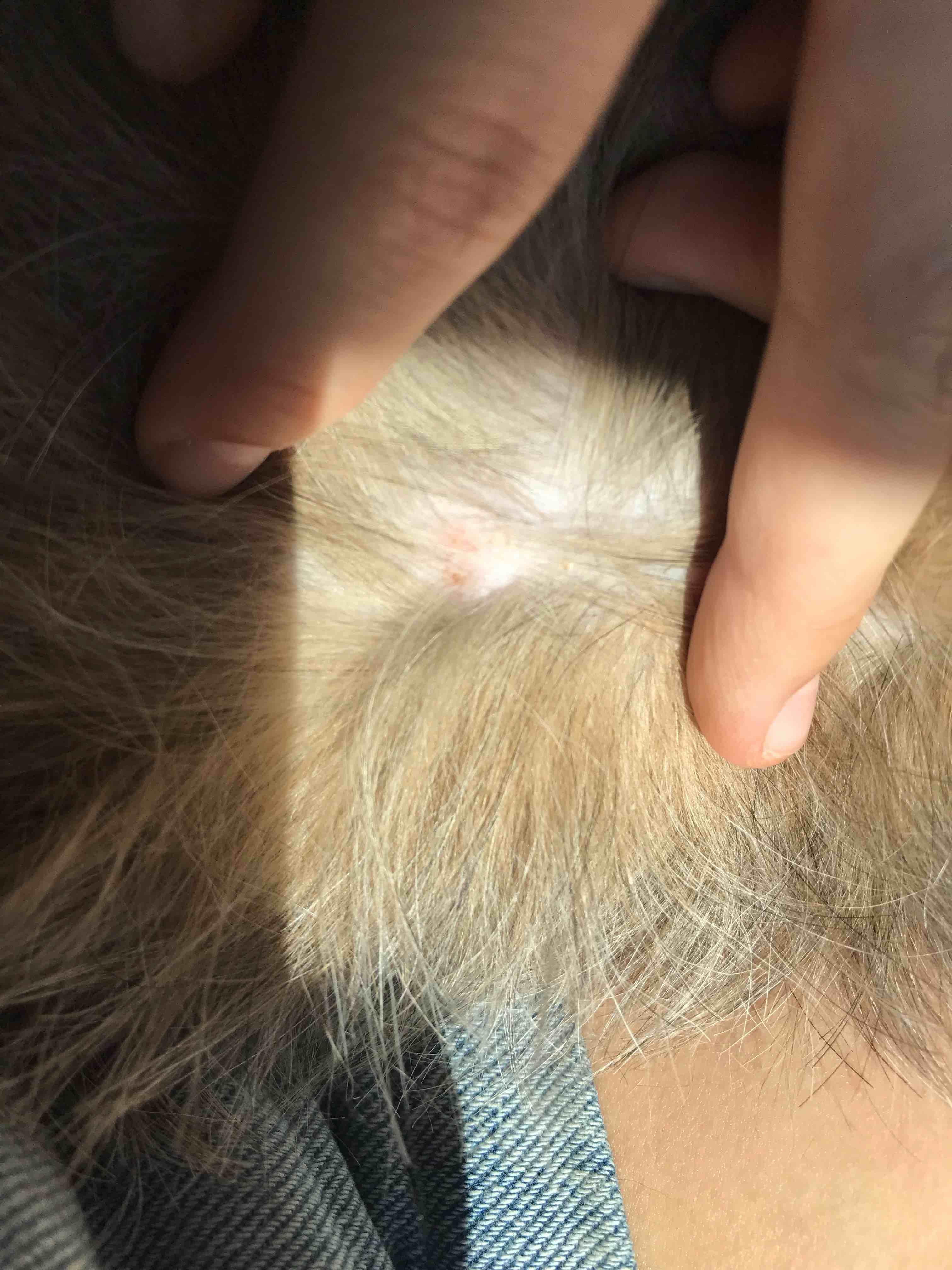 Why does my dog have pimple-like bumps all over his body? | Petco