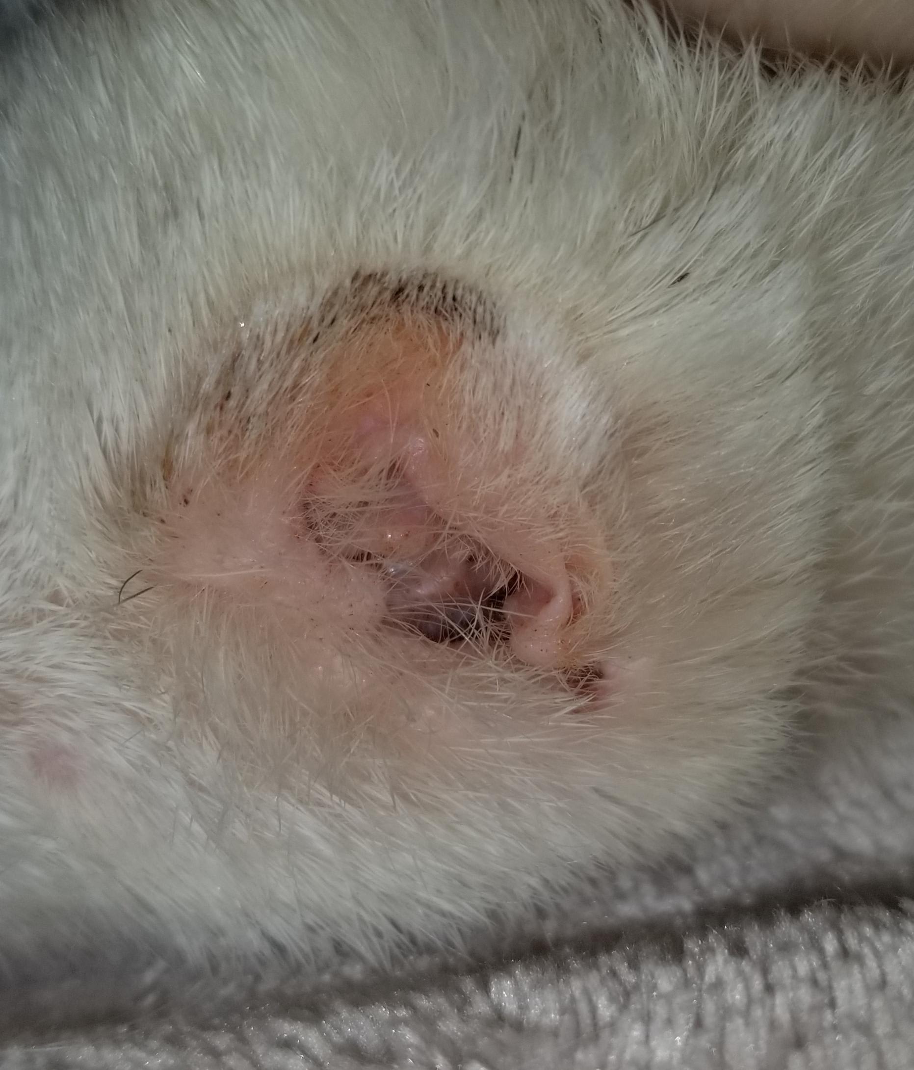 My ferret has ear wax in one ear. Infection or excess? | Petco