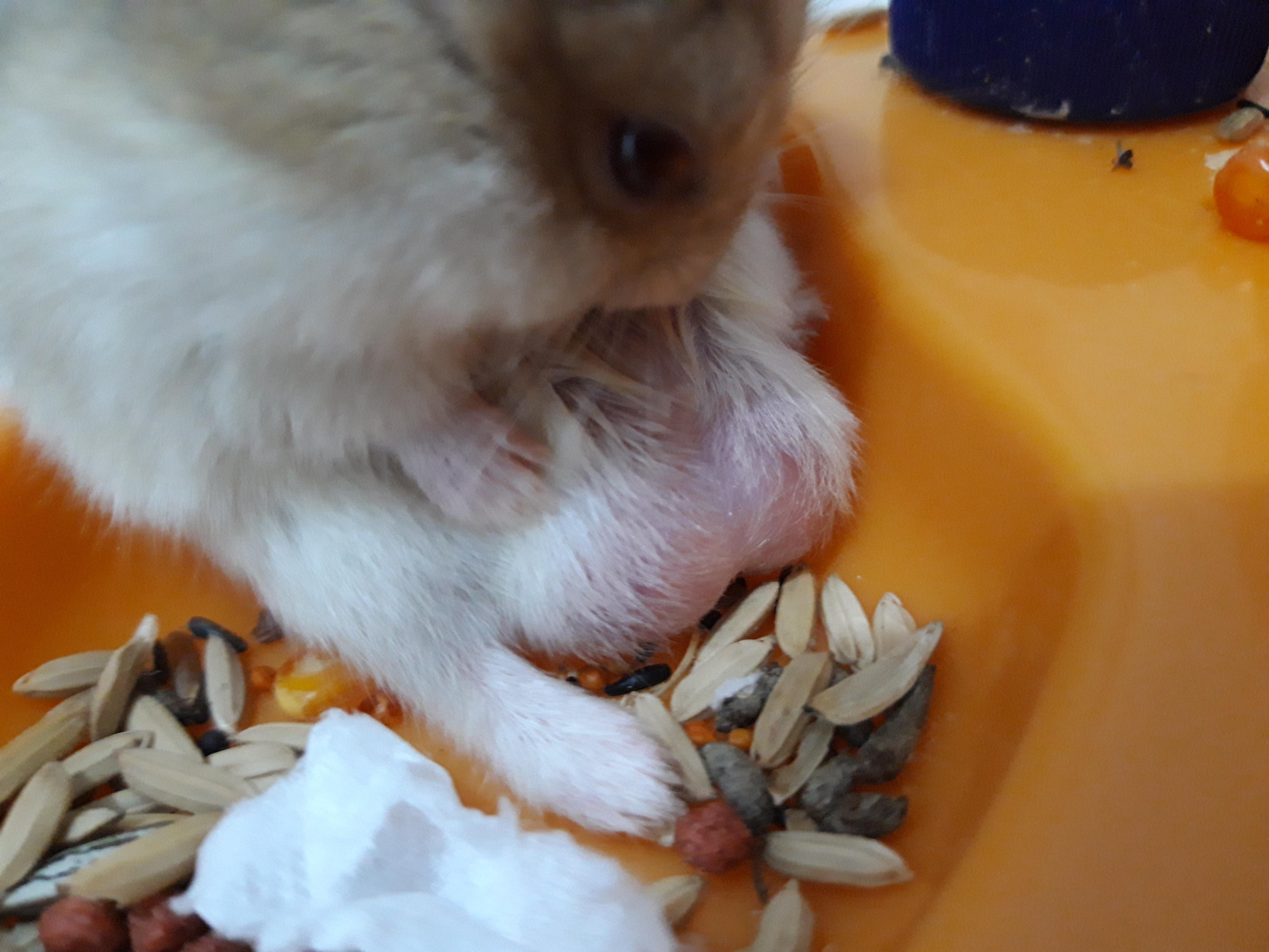 Why is my hamster biting fur, and his skin looks weird? Mites? | Petco