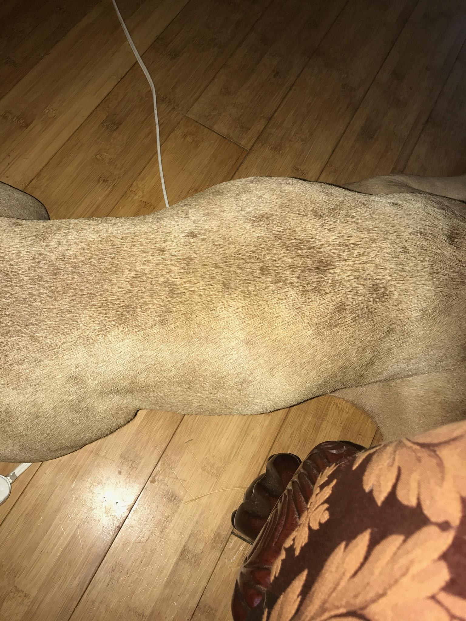 Pit Bull Back Discoloration & Shedding: Causes & Solutions | Petco