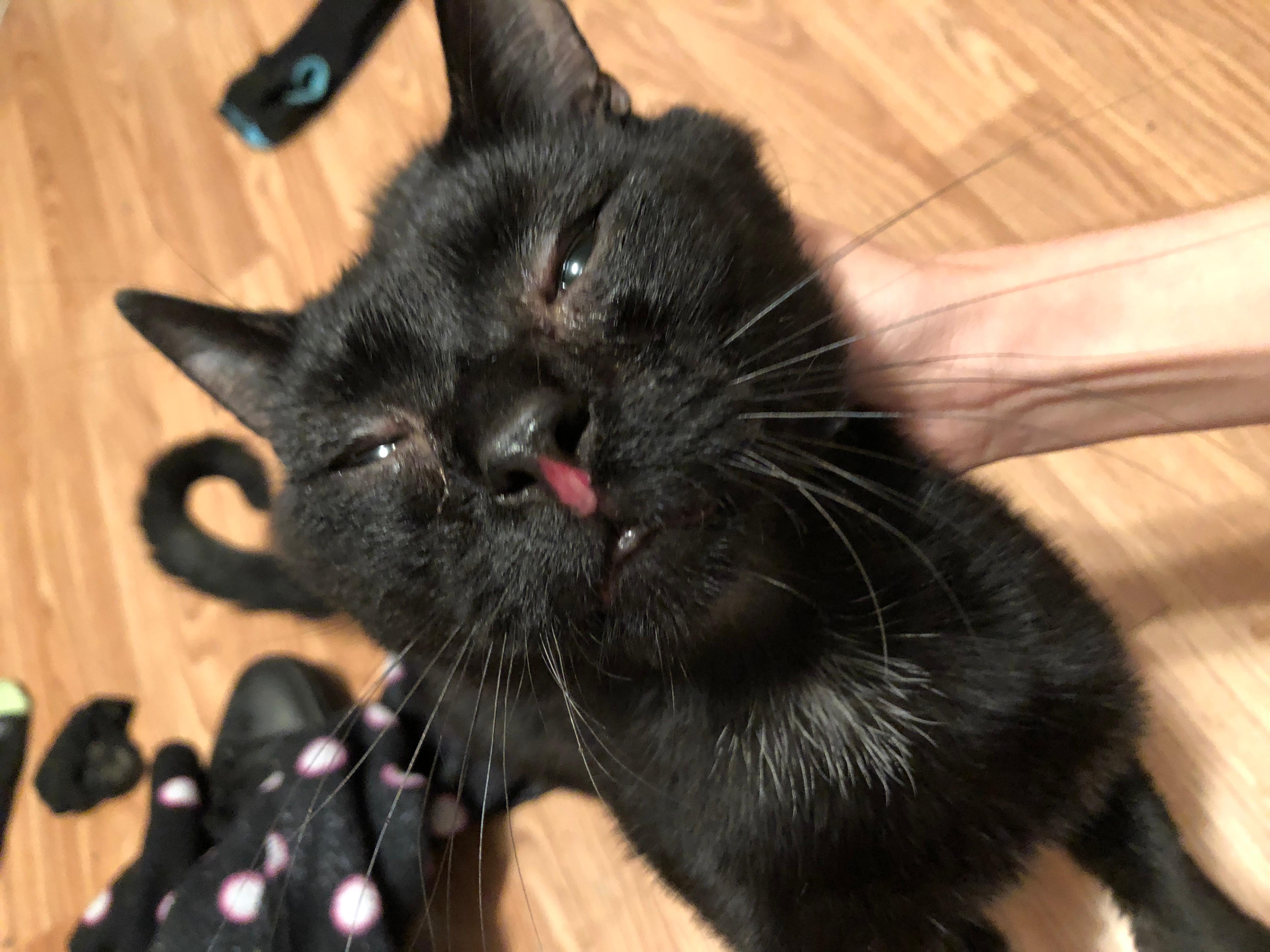 My Cat's Nose Scab Bled: Abrasion or Infection? Find Out | Petco