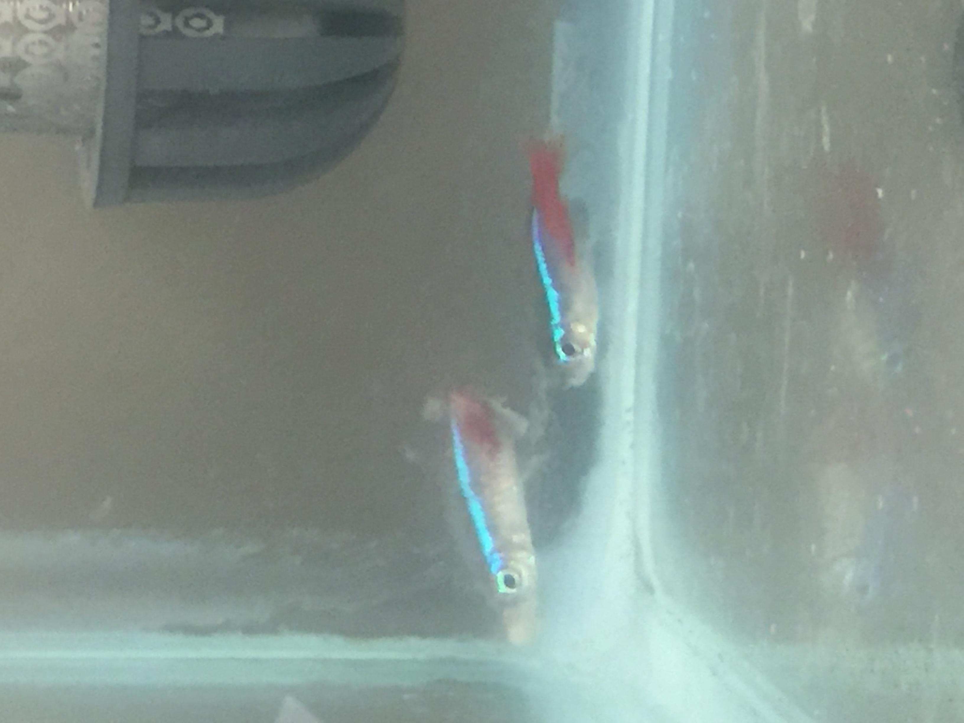 My Fish Has White Growth in Mouth & Can't Eat: Is It Columnaris? | Petco
