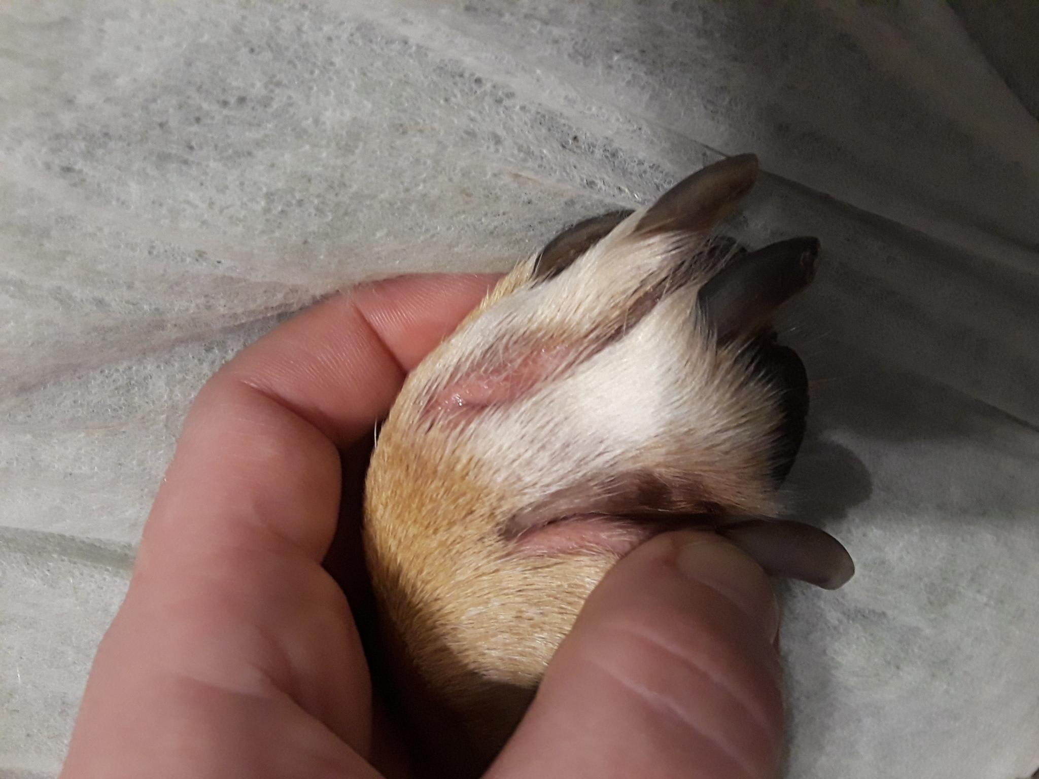 My dog has red, swollen irritated skin between her toes on back left ...