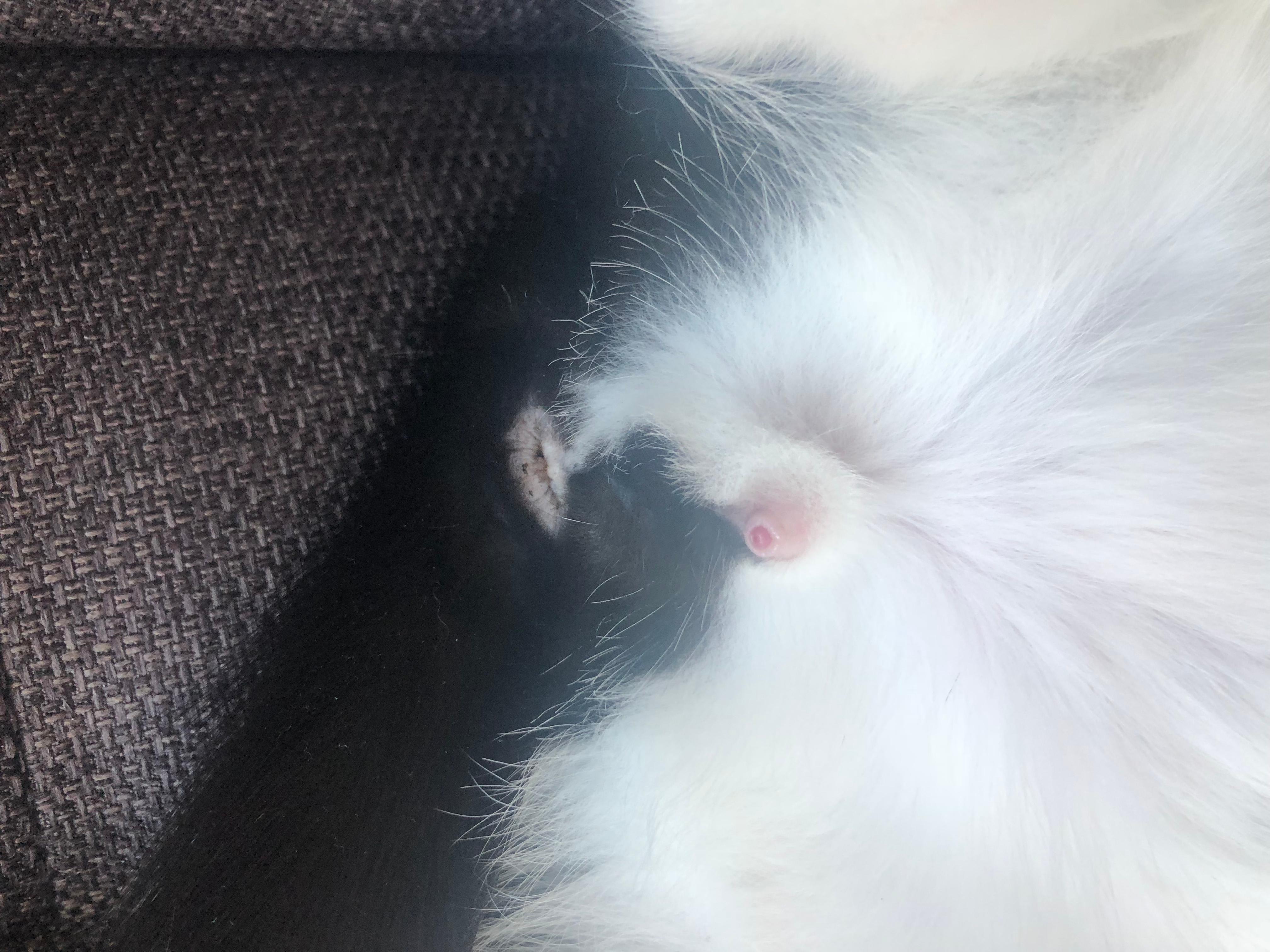 My Cat Has a Pink/Red Lump Near Anus: Is This Normal? | Petco