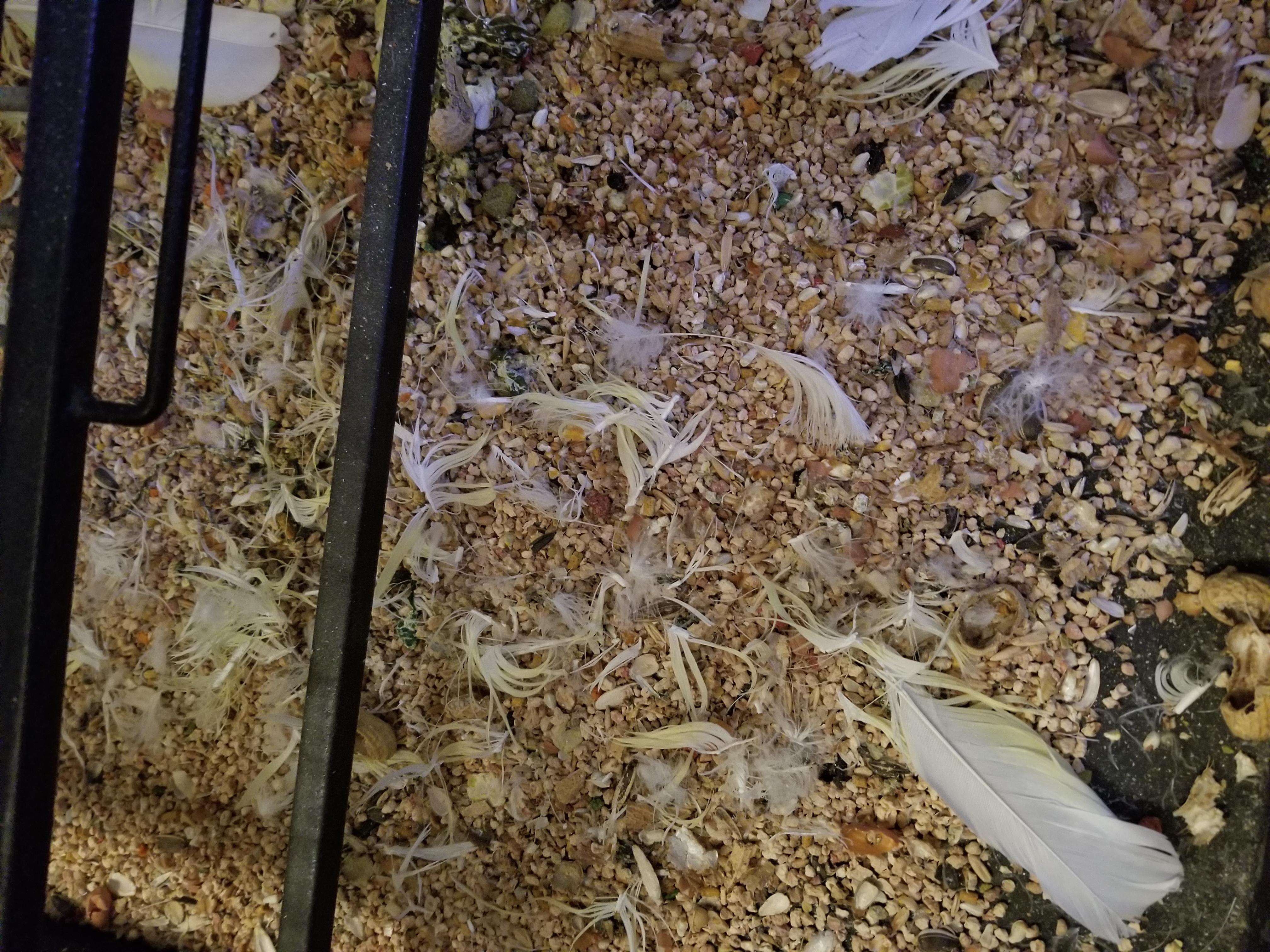 My bird is plucking feathers. How can I get them to grow back? | Petco