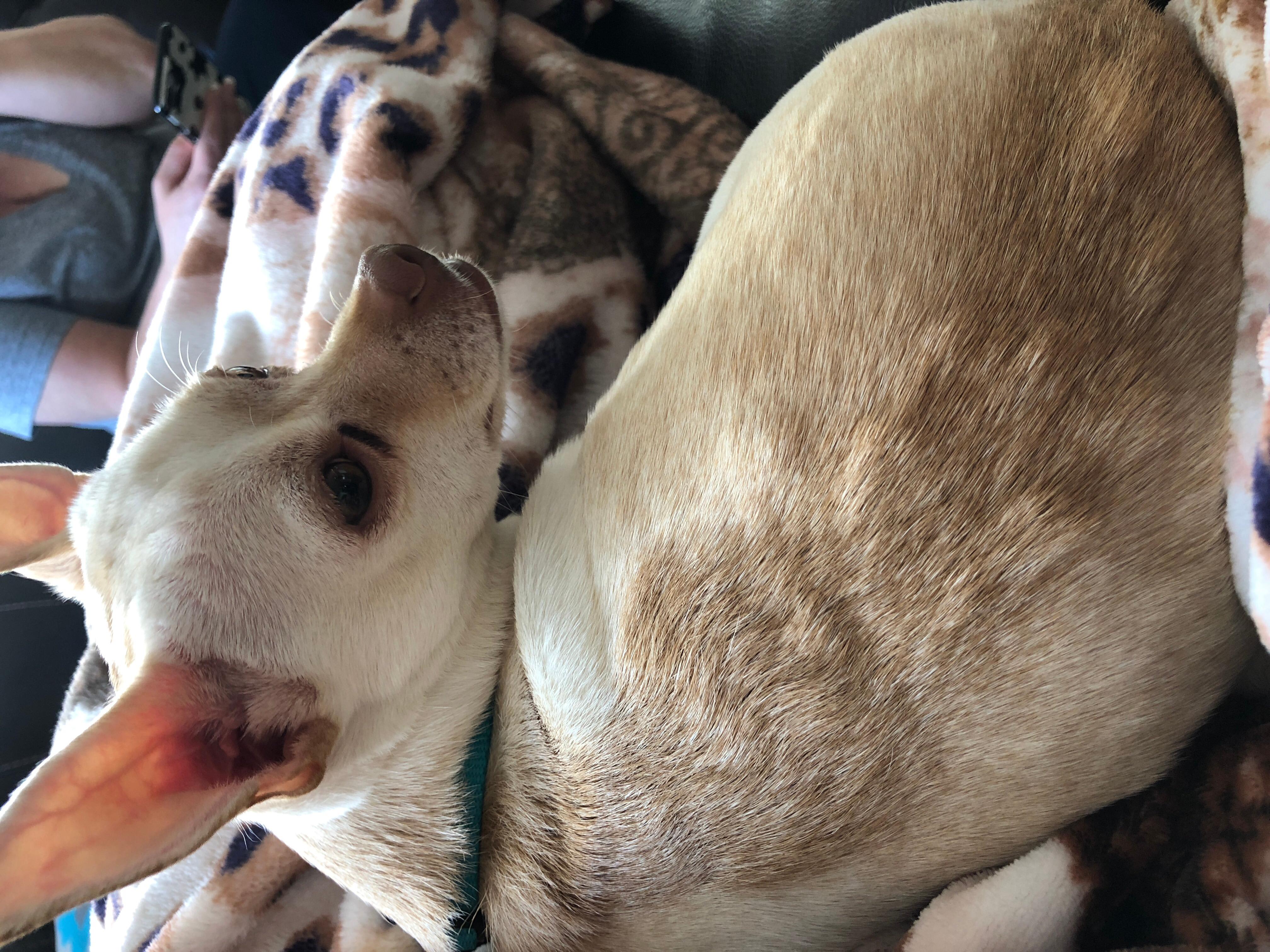 My dog is itching, fur sticking up, and has a bump. What's wrong? | Petco