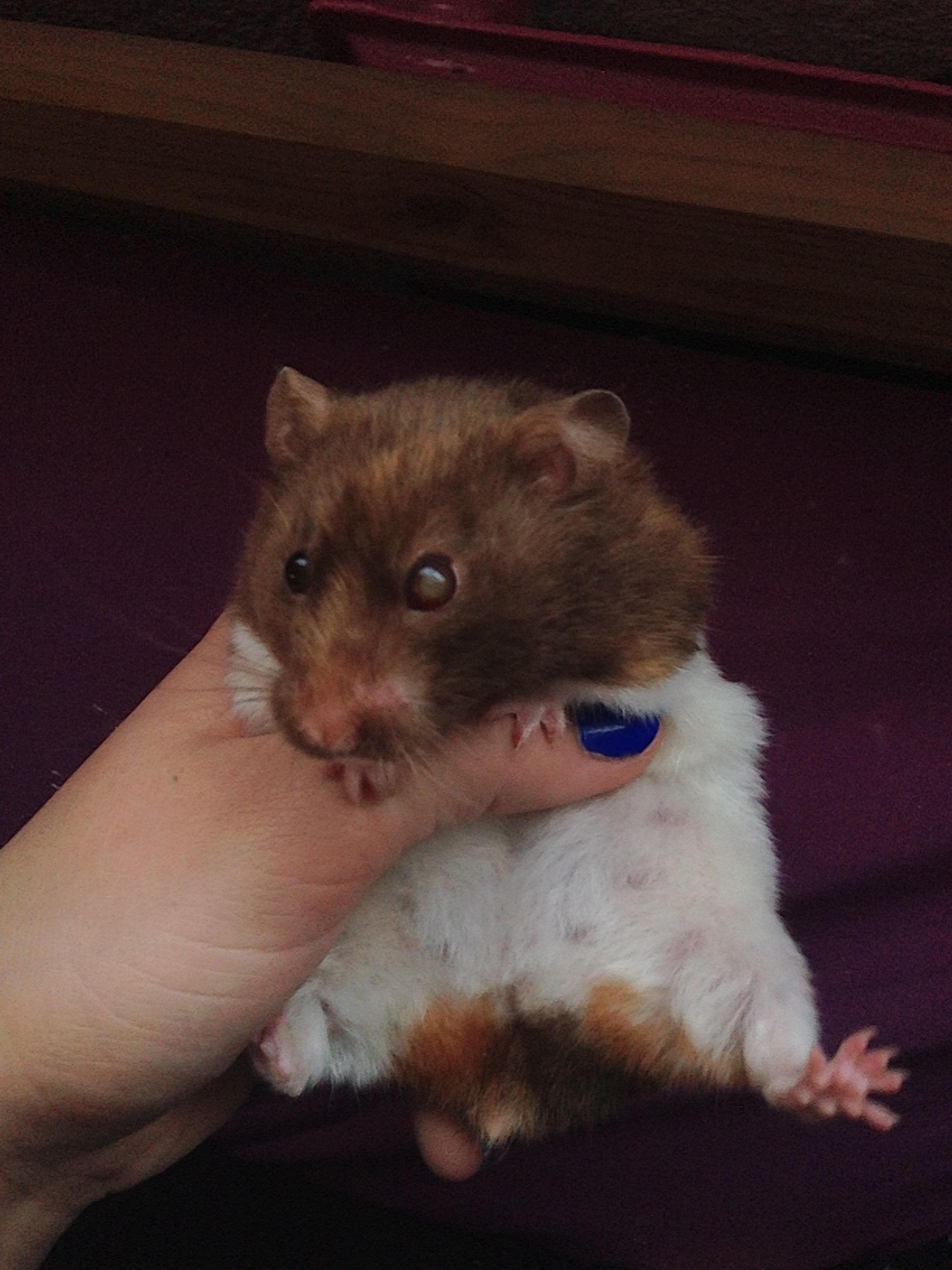 Why is my hamster's cloudy eye getting worse with eye drops? | Petco