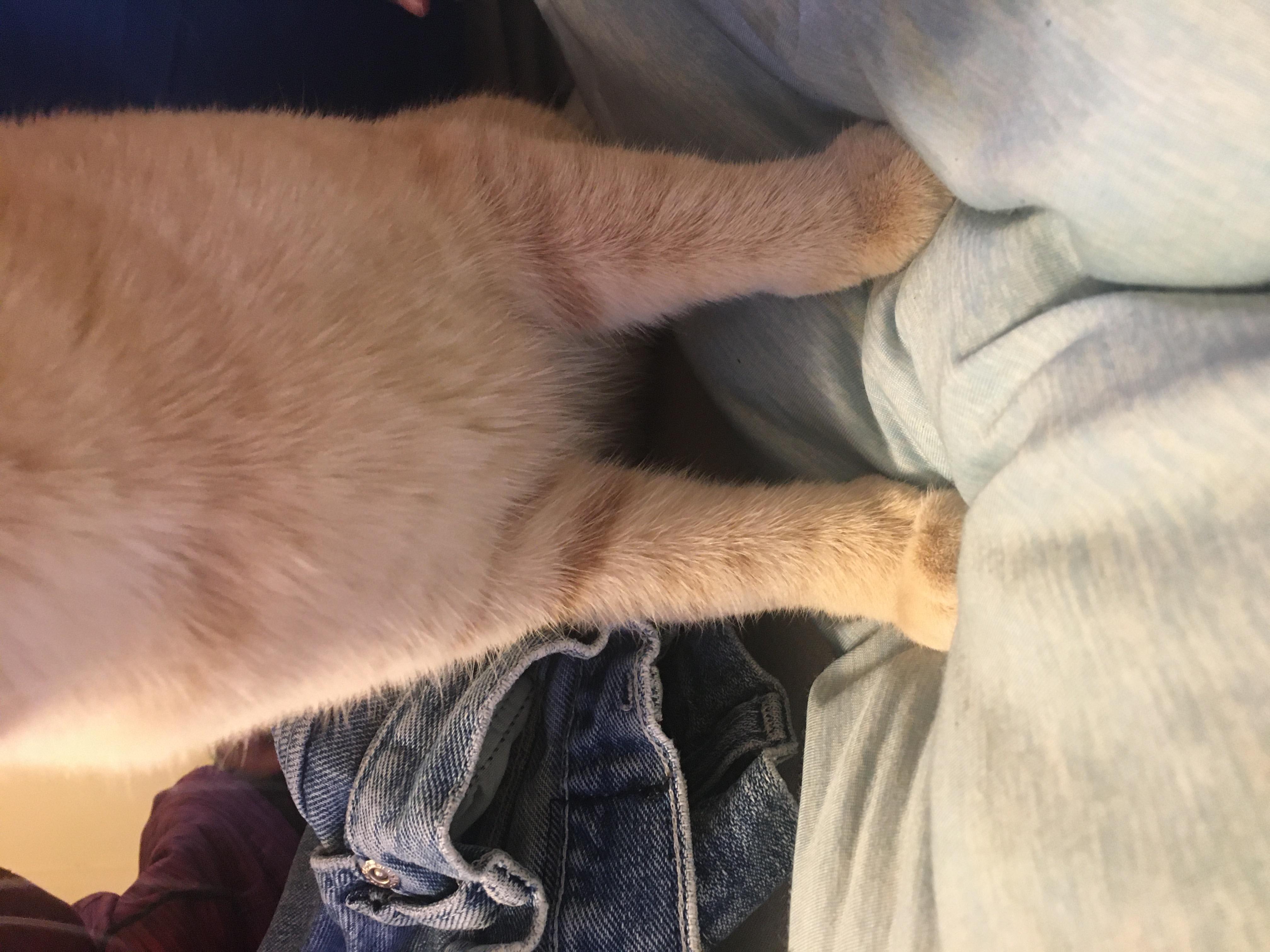 My cat is limping with a swollen leg. Should I take him to the vet? | Petco