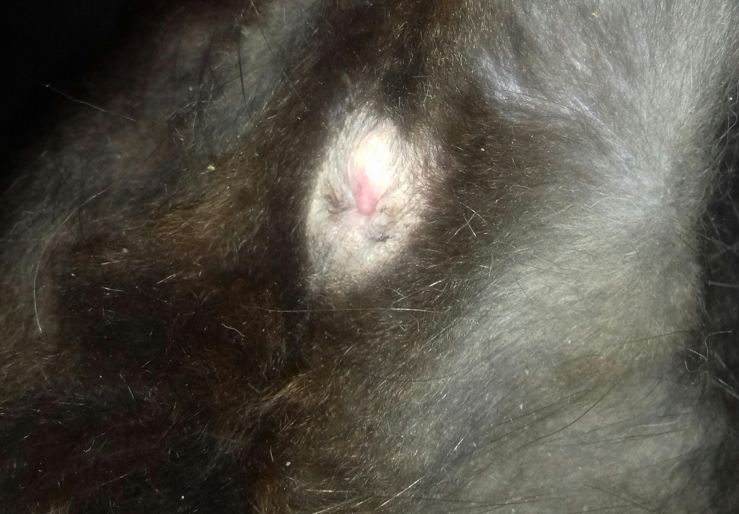 Why is my cat's anus red after litter box? Diarrhea? | Petco