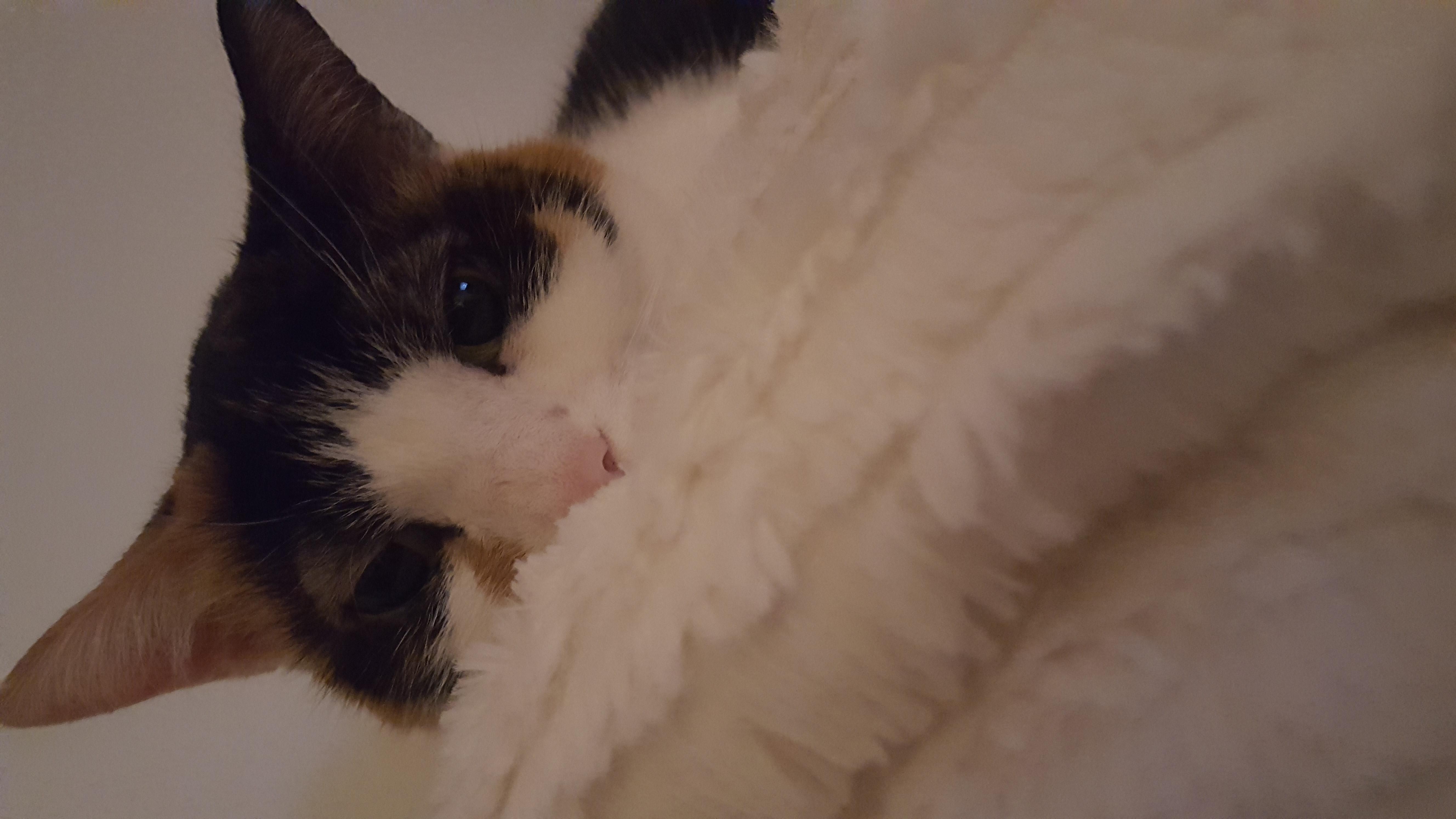What's Causing Your Cat's Swollen Face, Red Spot, & Hair Loss? | Petco