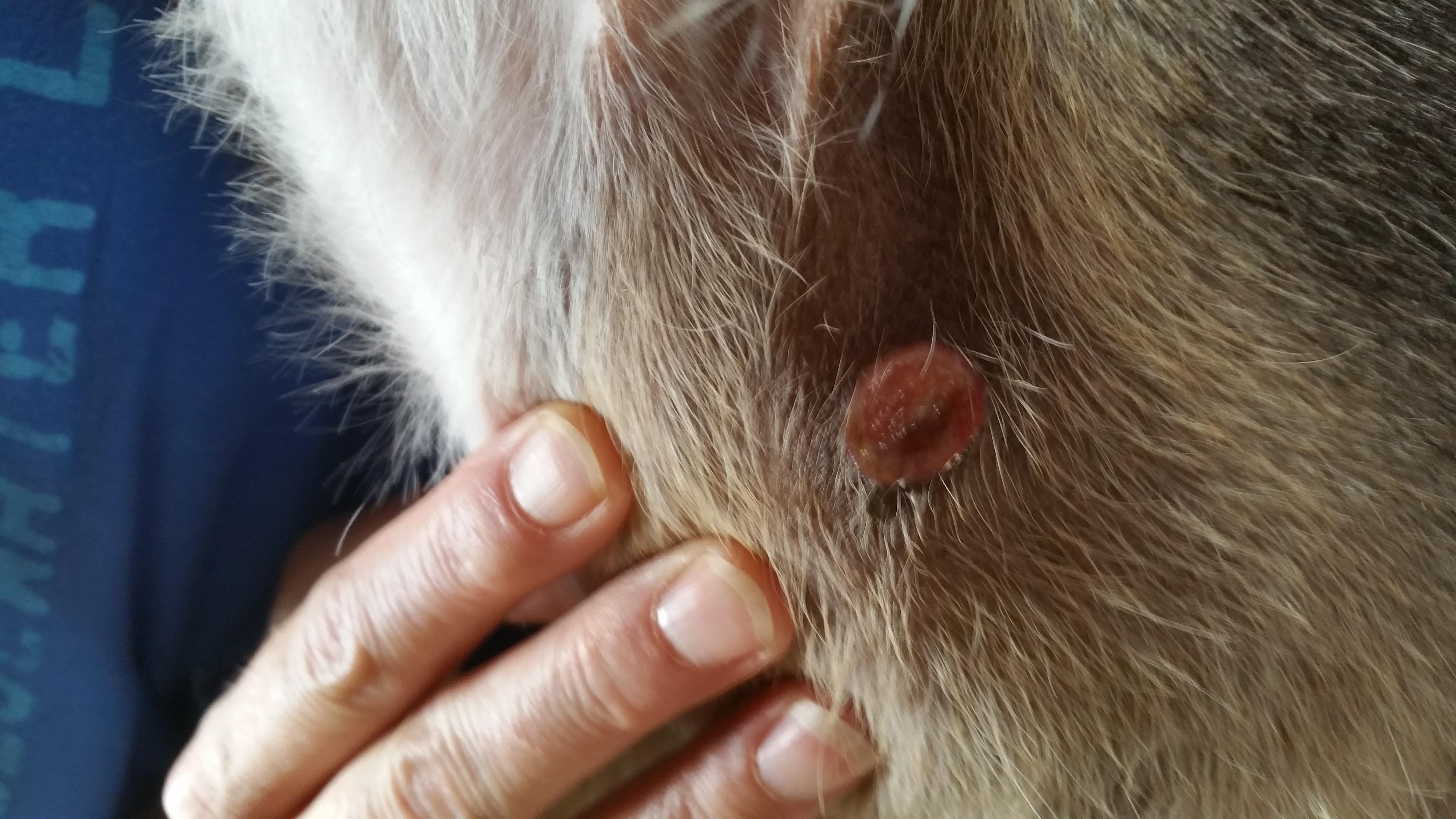 My dog's wart scab fell off, open wound. How to care? | Petco