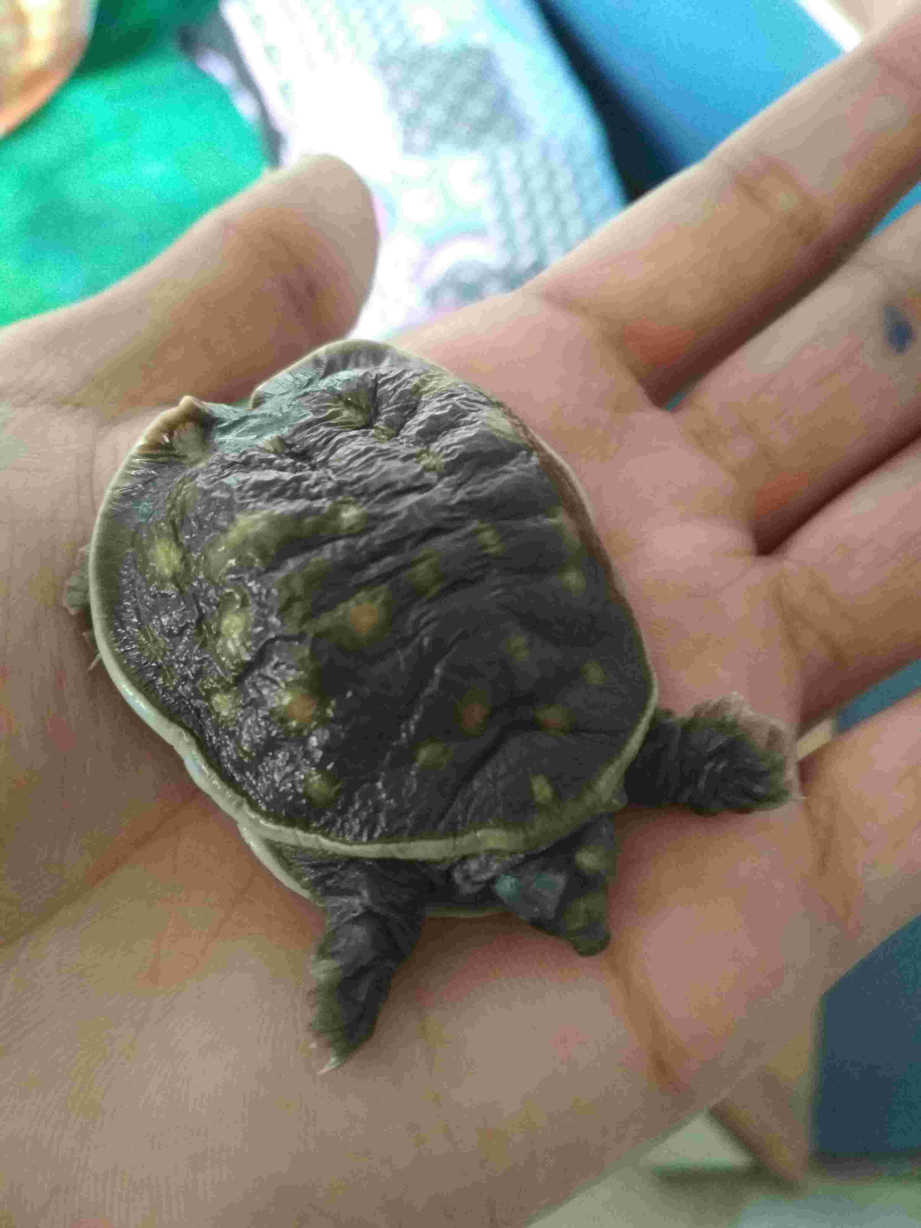 Why is my turtle's shell weak and wrinkled with skin issues? | Petco