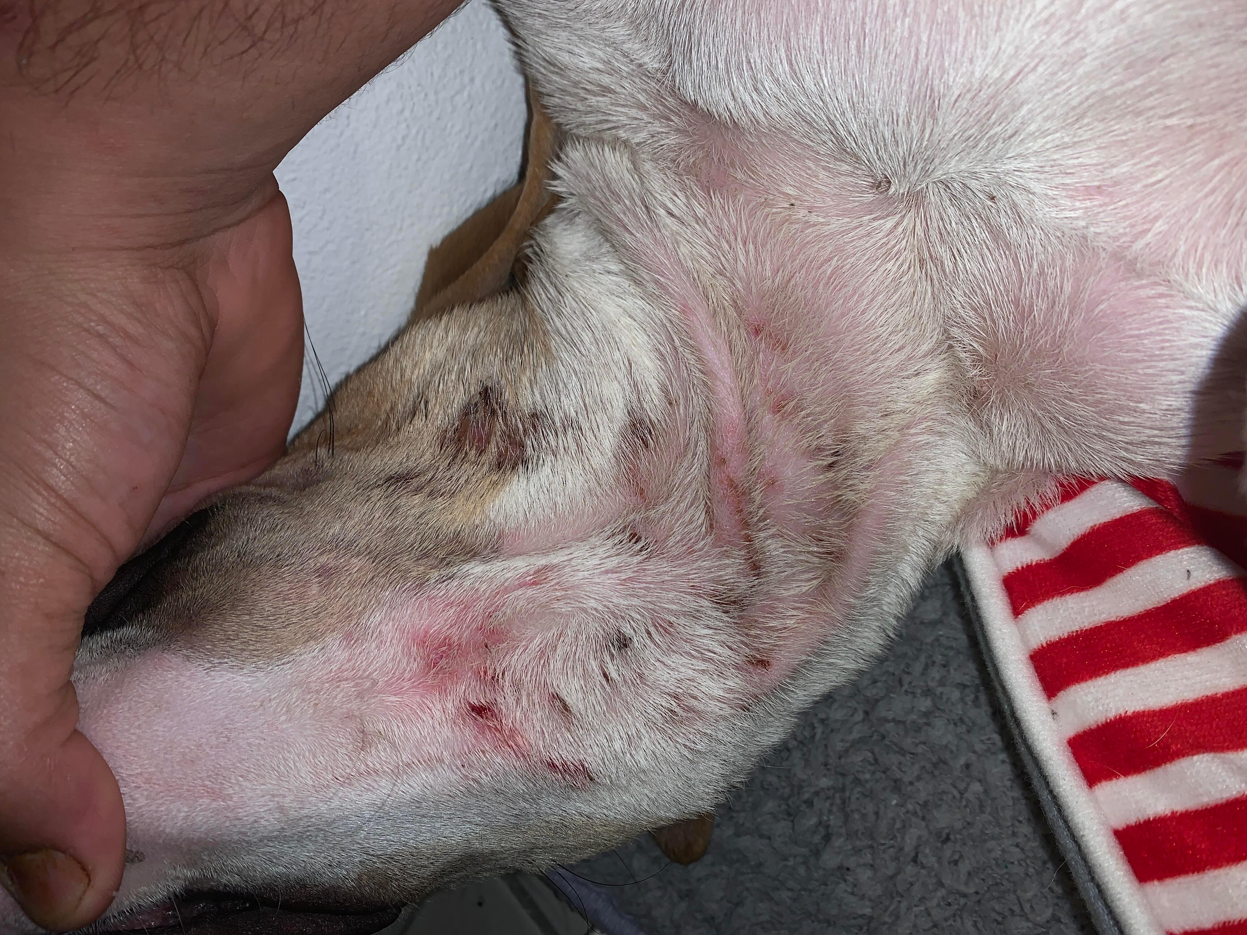 My Dog Has a Scab Under His Neck: How to Help It Heal | Petco