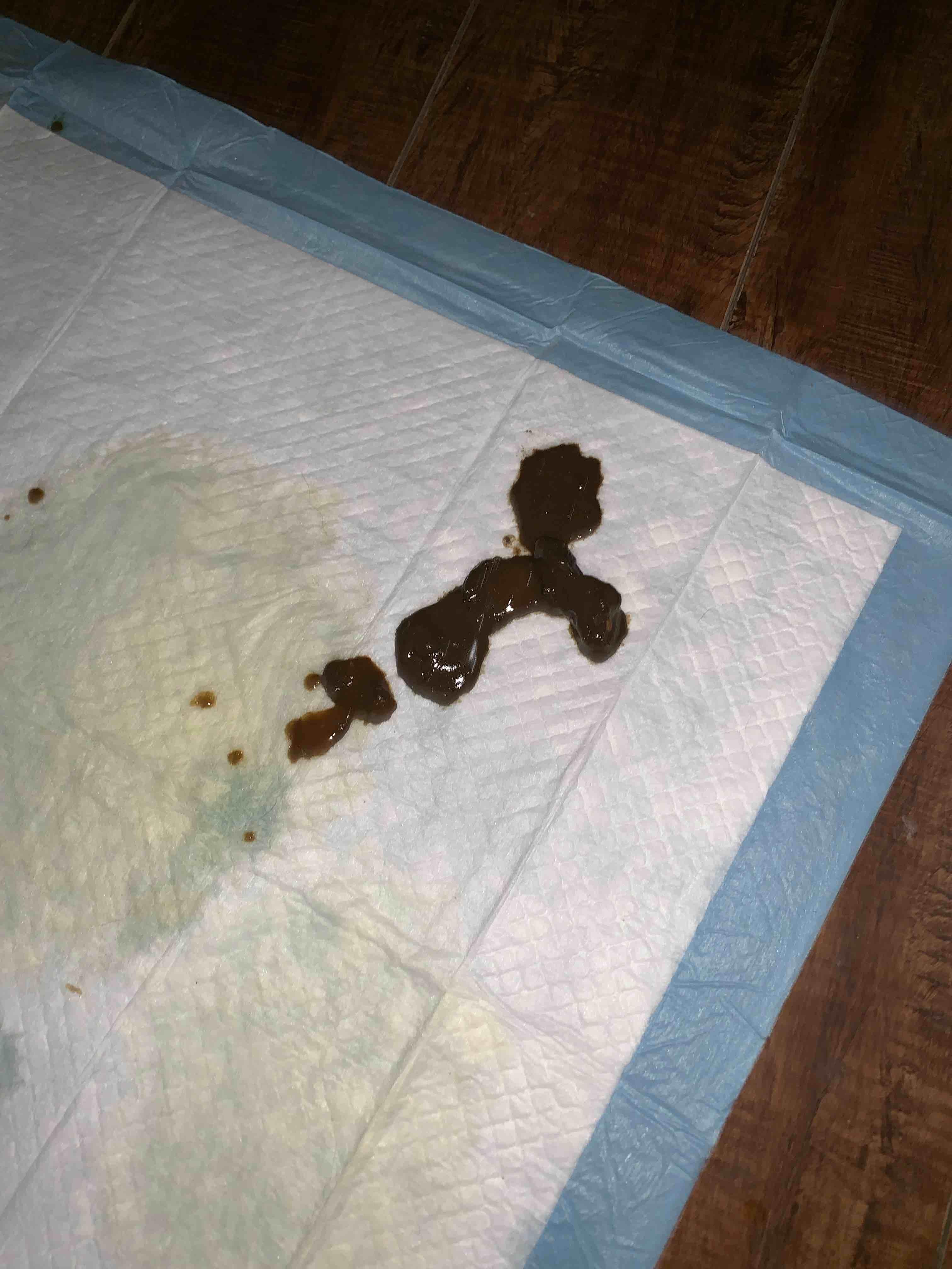 My Dog Has Dark, Jelly Poop: Is it Diarrhea? What to Do? | Petco