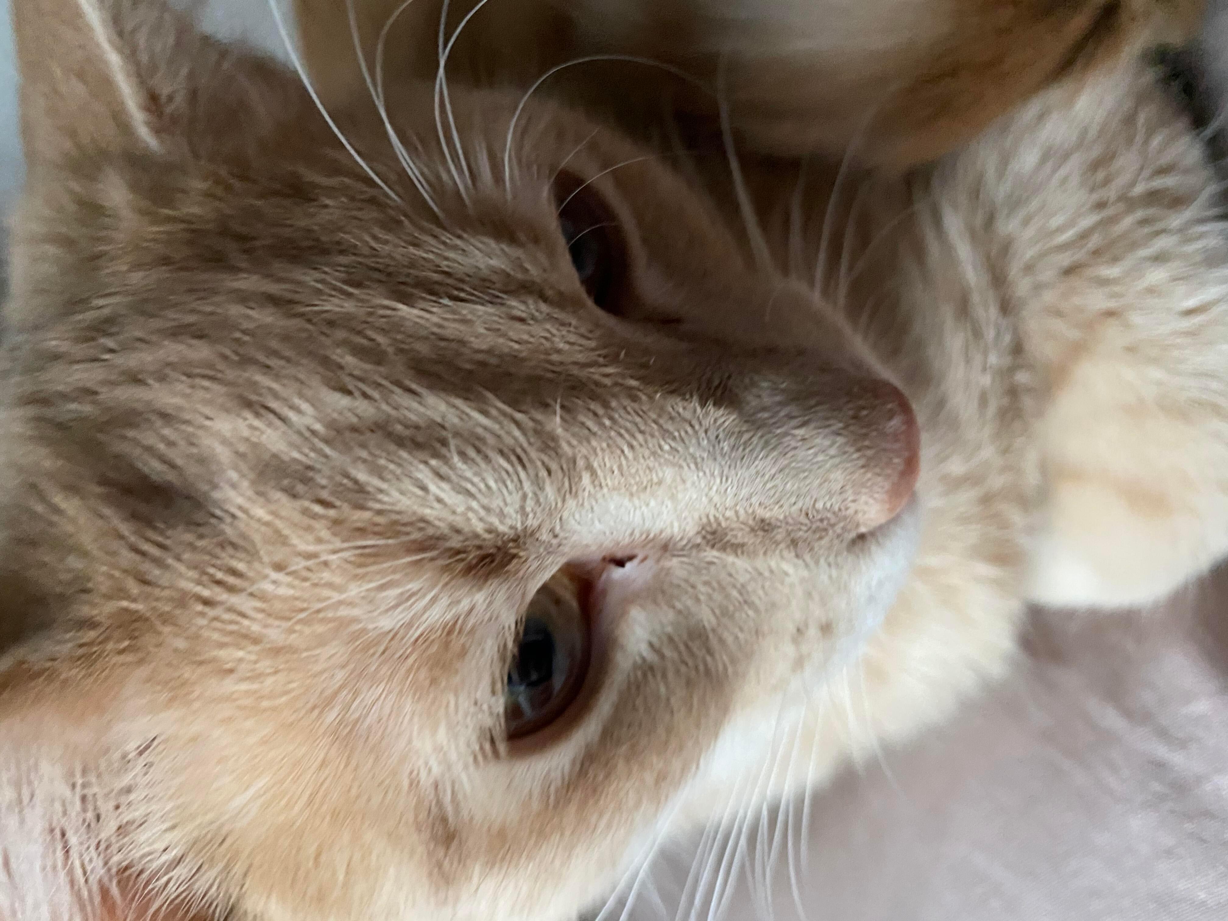 Is Dark, Crusty Eye Discharge Normal for Your 6-Month-Old Kitten? | Petco