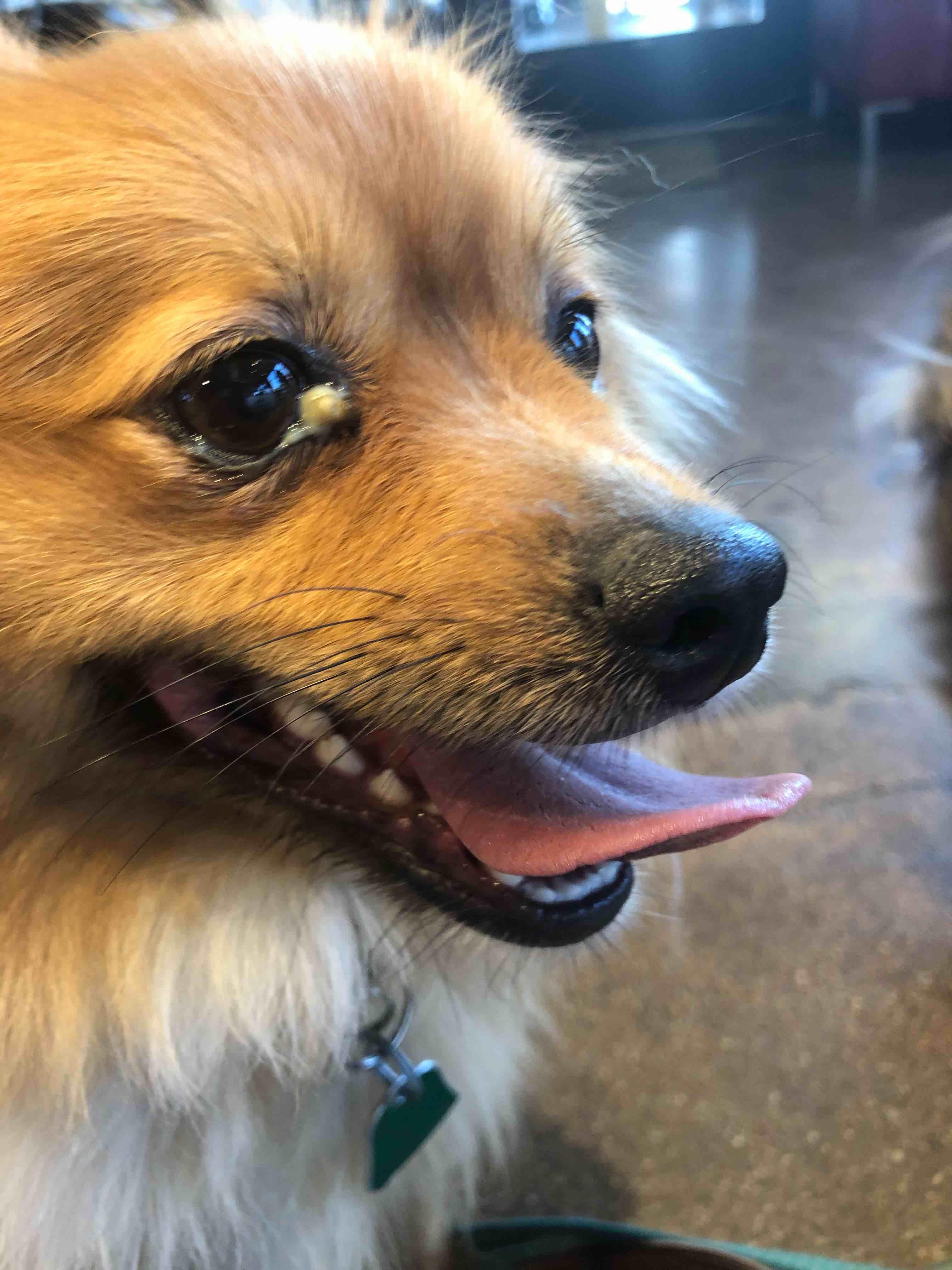 What does it mean if my dog has pus or discharge from its eye? | Petco
