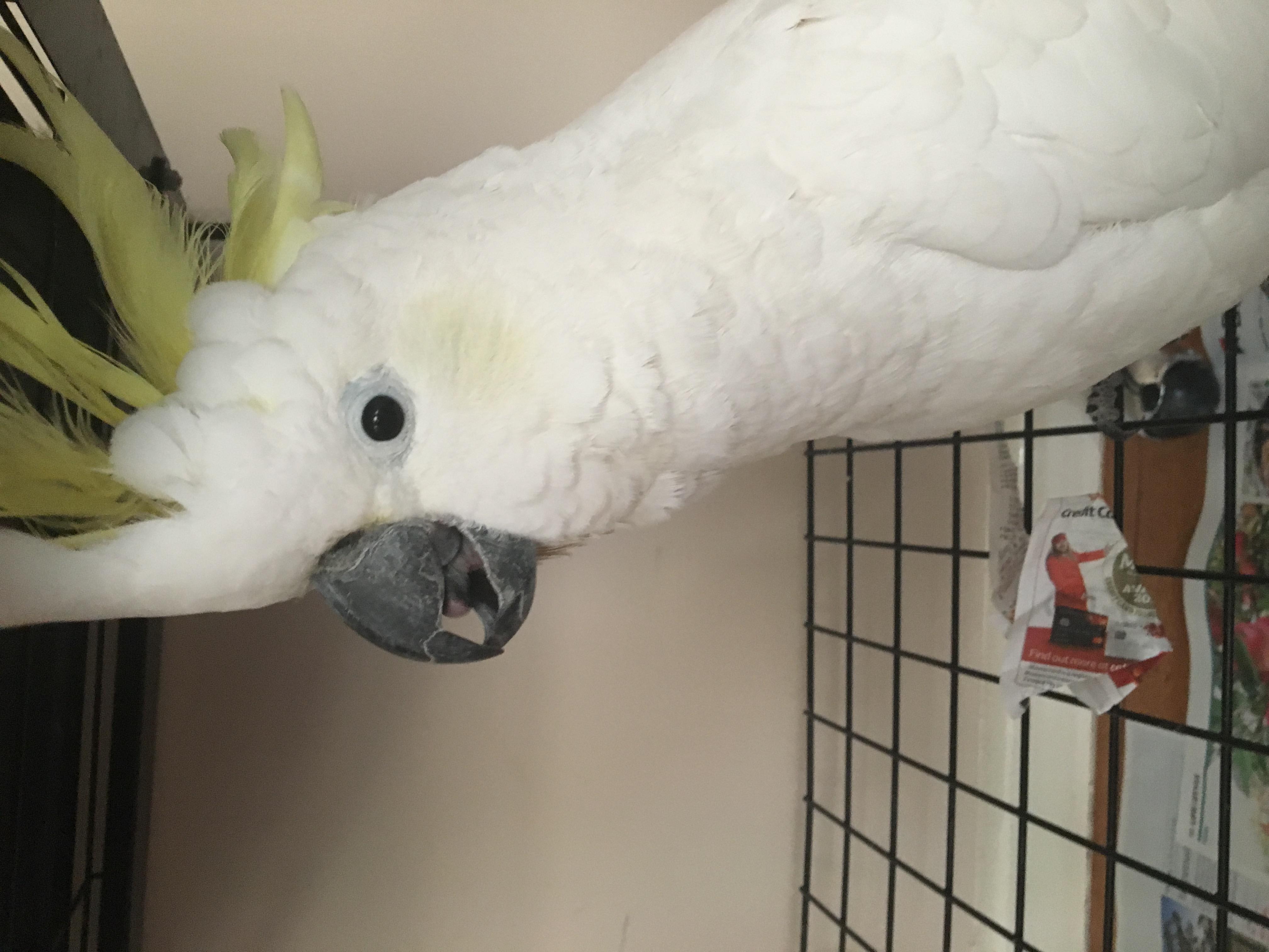 My New Cockatoo is Scared, Hissing, Won't Step Up. What Now? | Petco
