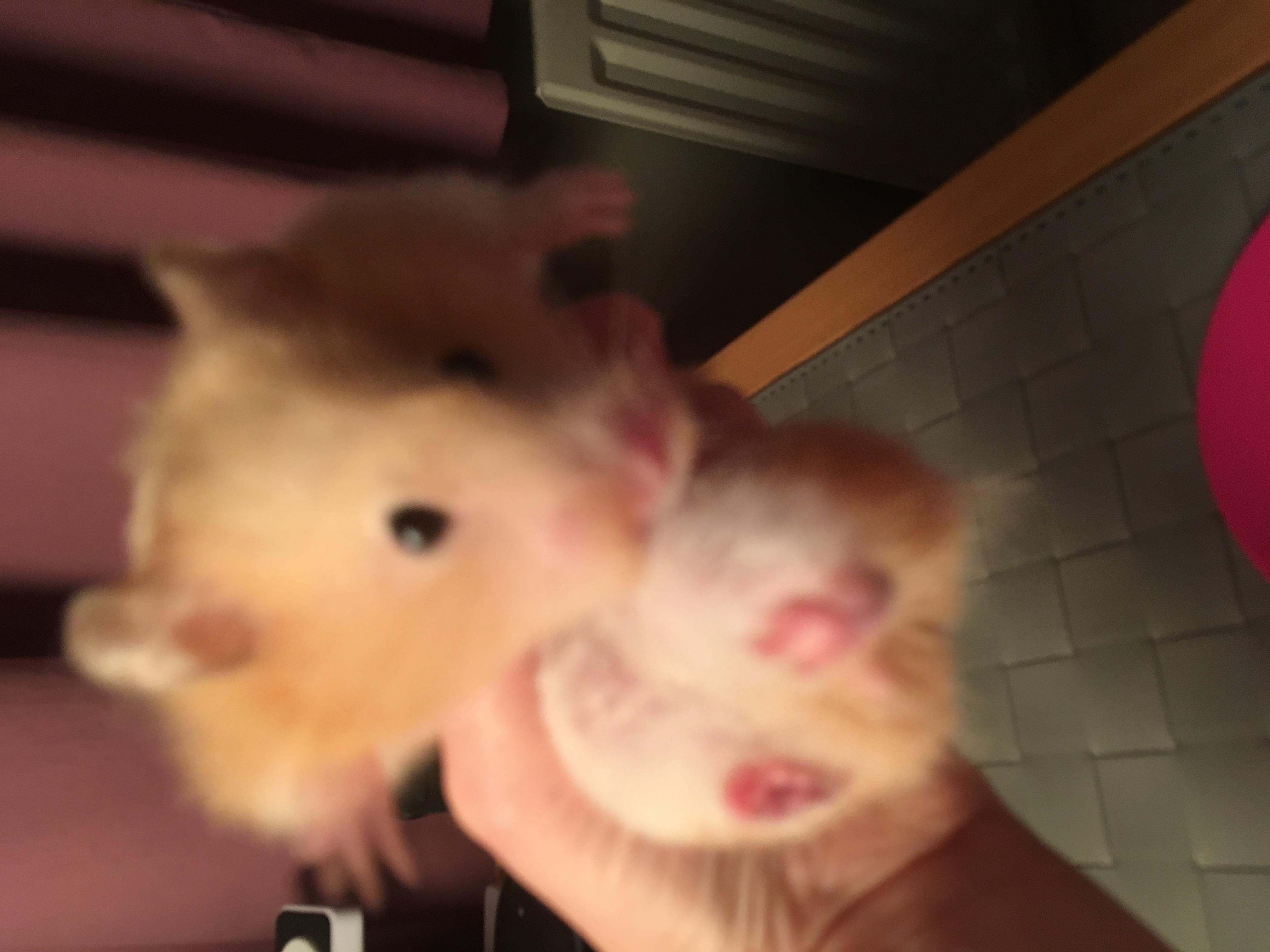 My Hamster Has a Red, Swollen Bump on Her Nose. What Is It? | Petco
