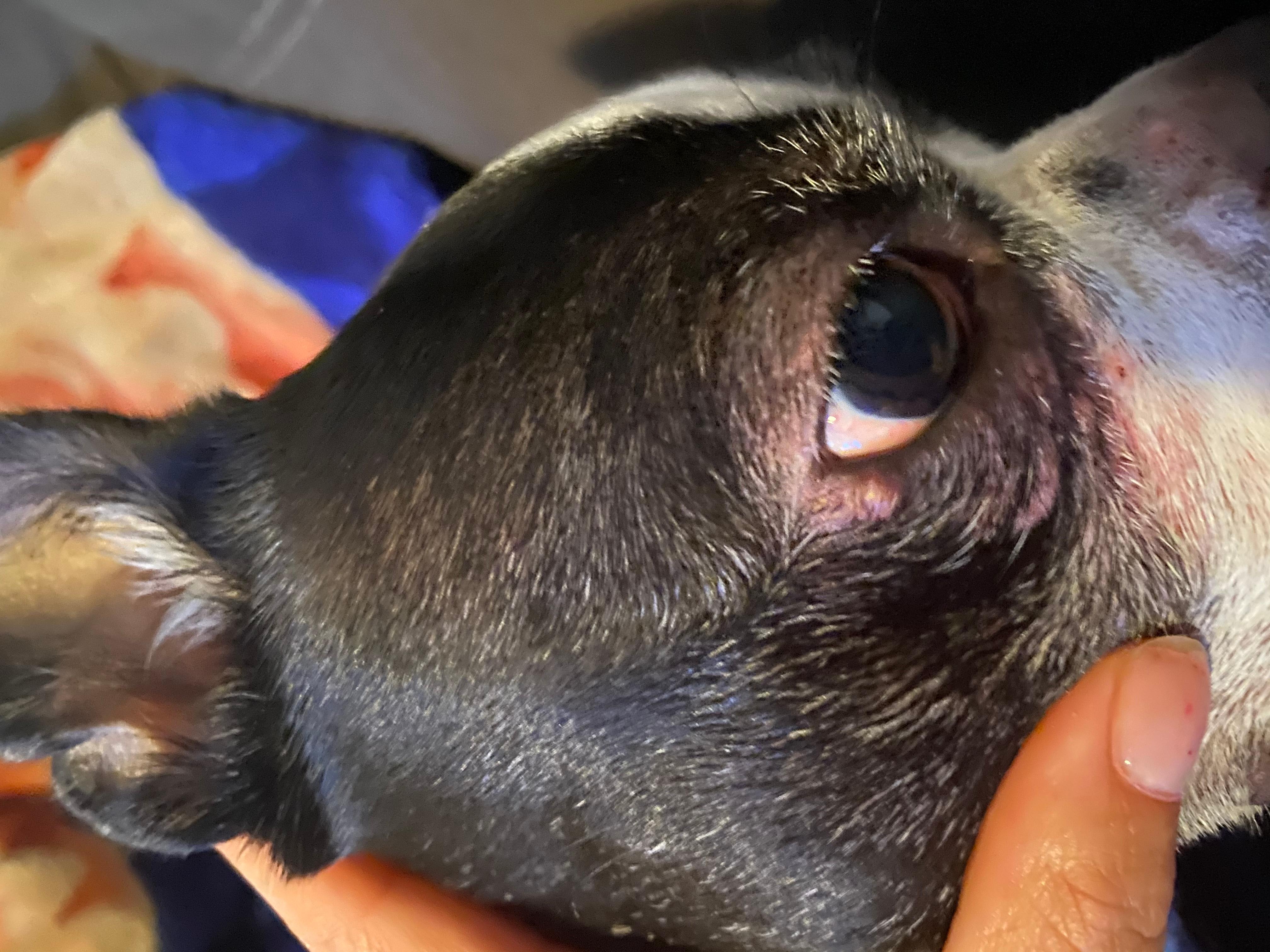 Boston Terrier Eye: Watery, Itchy, Bumpy? Is It Serious? | Petco
