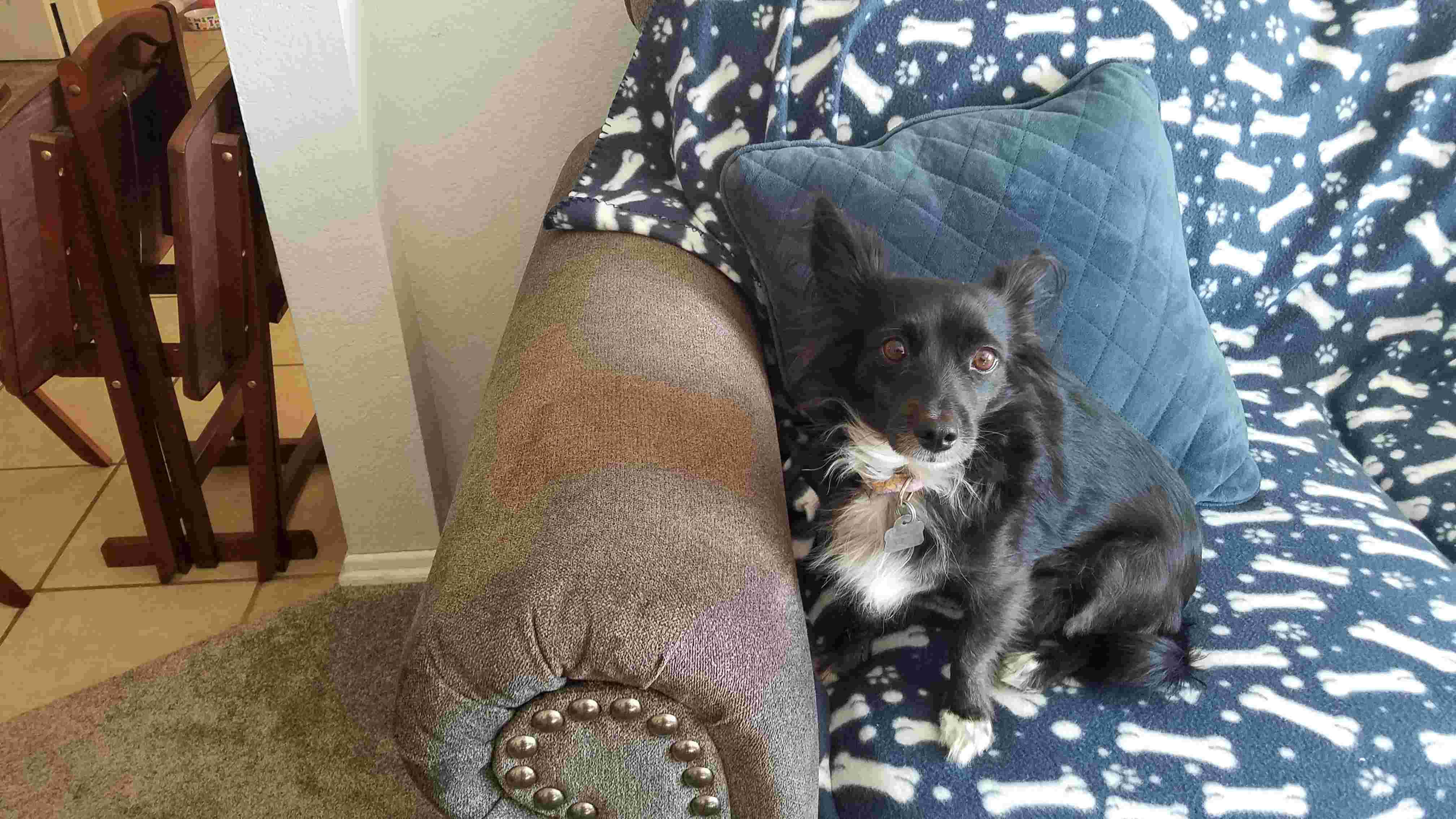 My housebroken dog suddenly poops inside at night. Why? | Petco