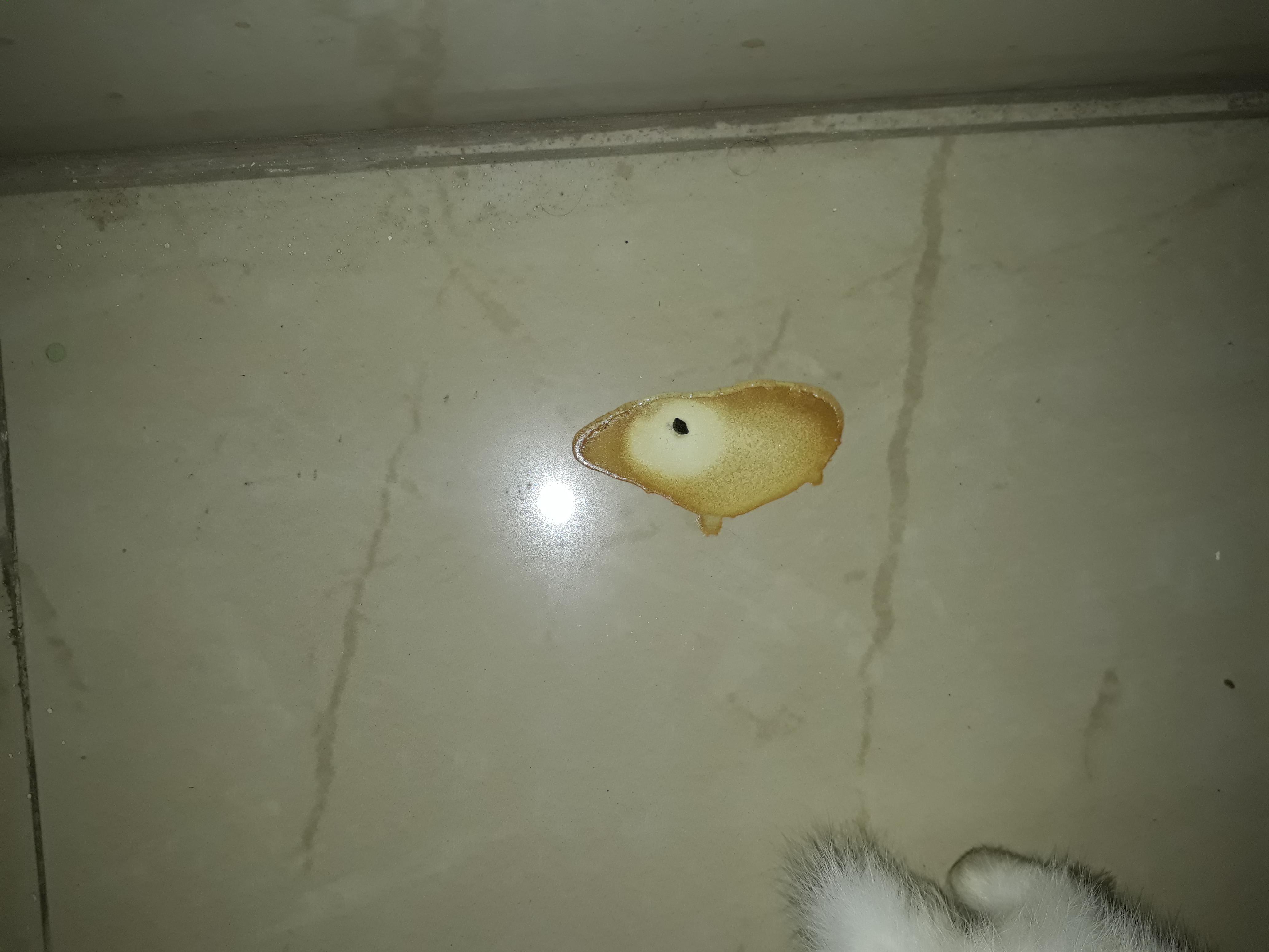 Why is my baby rabbit's urine leaving white powdery residue? | Petco