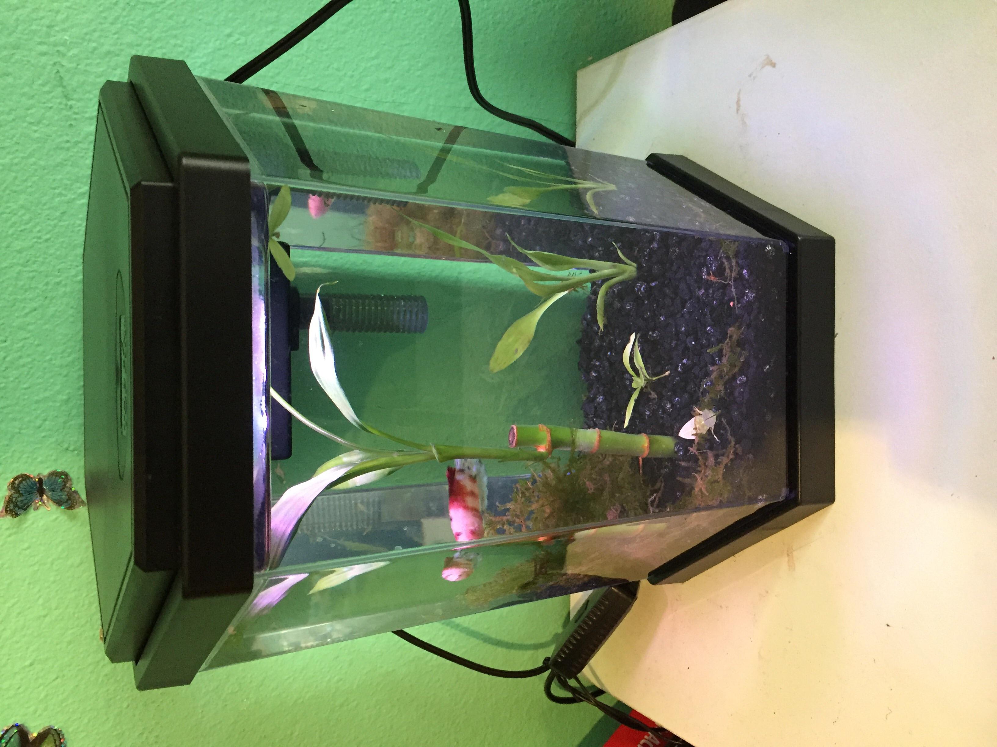 New Betta Fish Sick? Fuzzy Fungus, Lying on Bottom? Save Him! | Petco