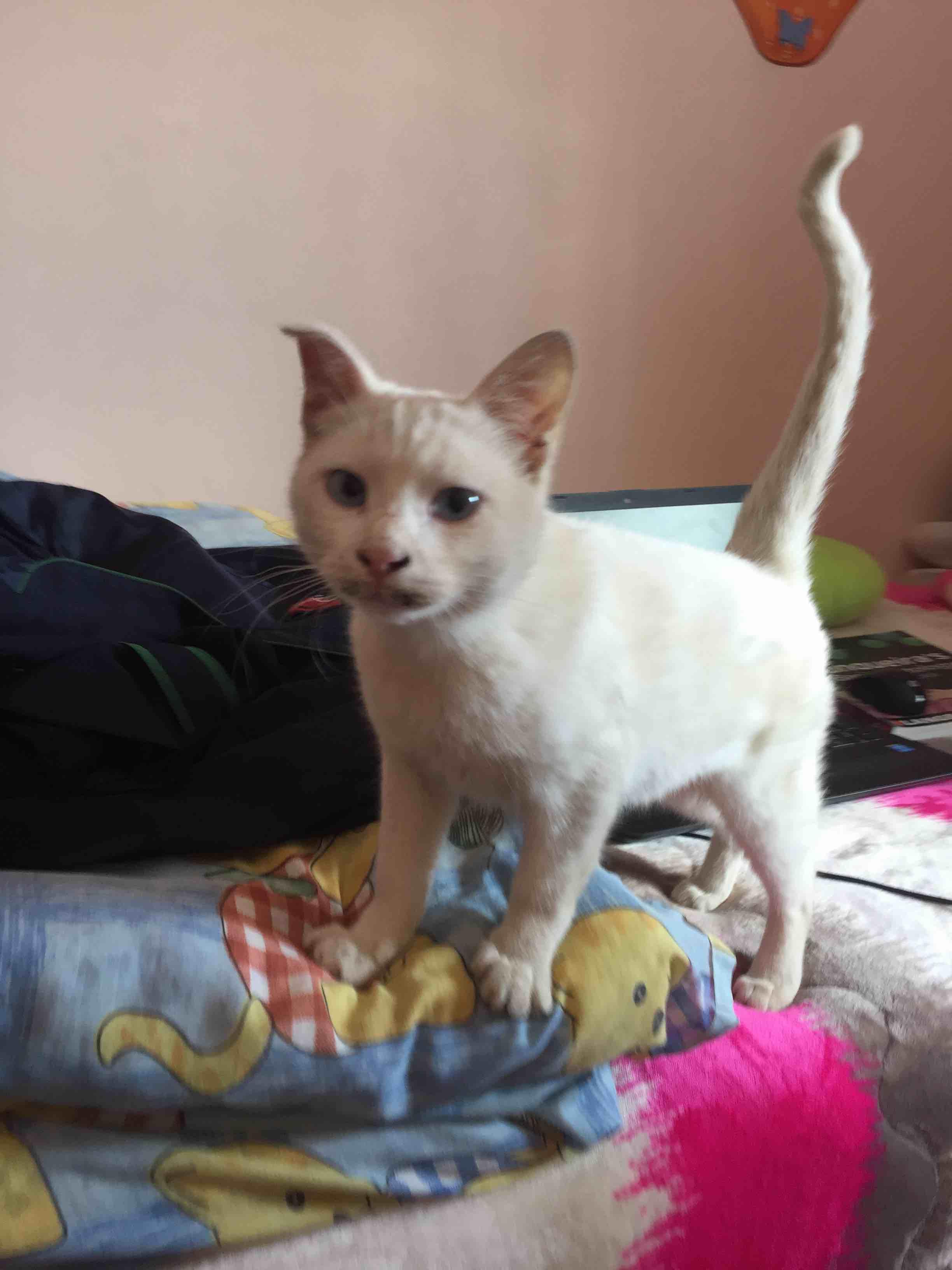 My Deaf Cat's Ear Is Drooping: Vet Concern or Normal? | Petco